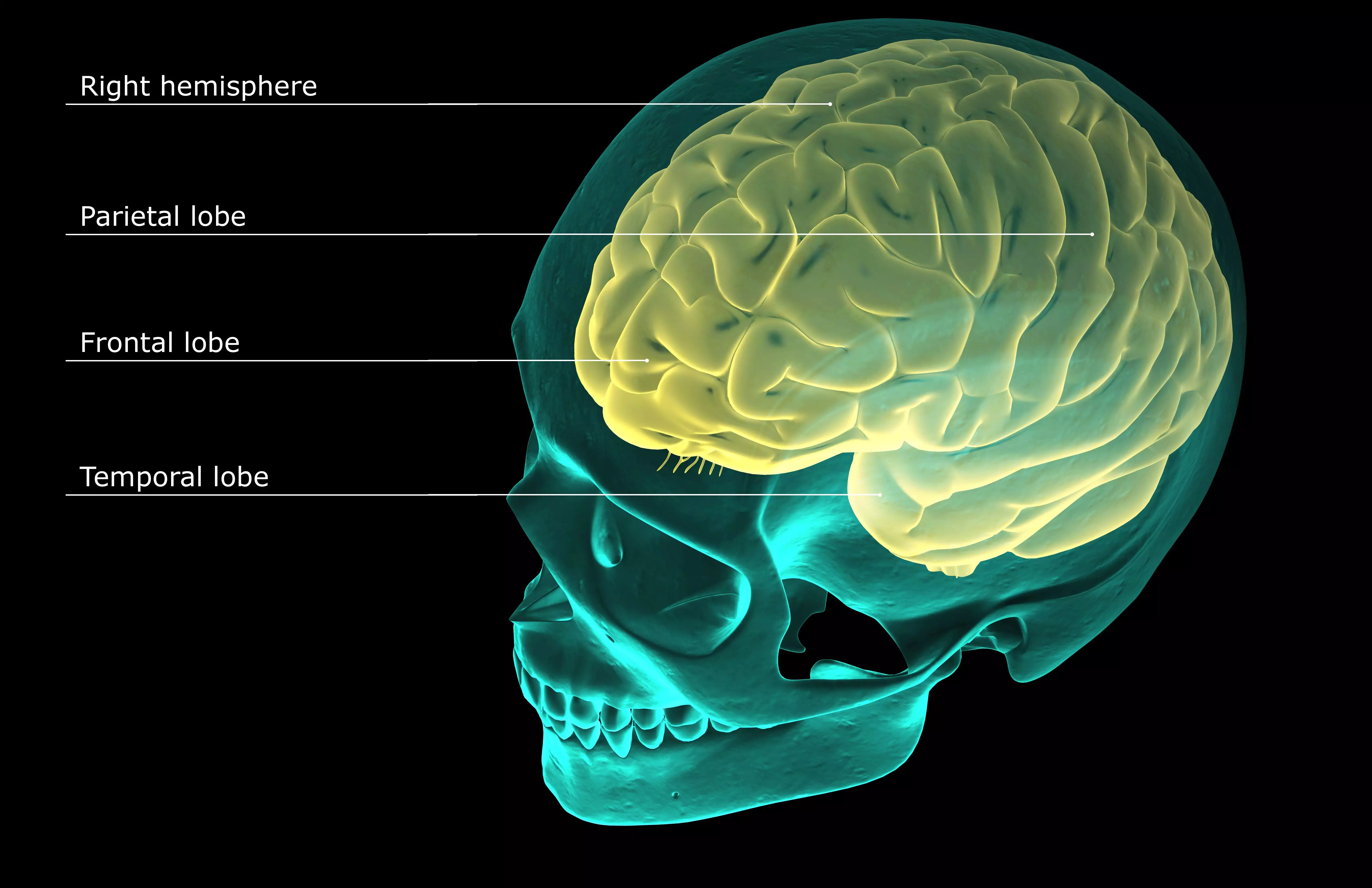 Fungsi Lobus parietal lan Anatomi Otak