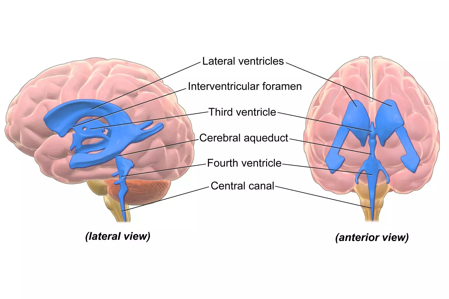 Sistem Ventrikel Otak