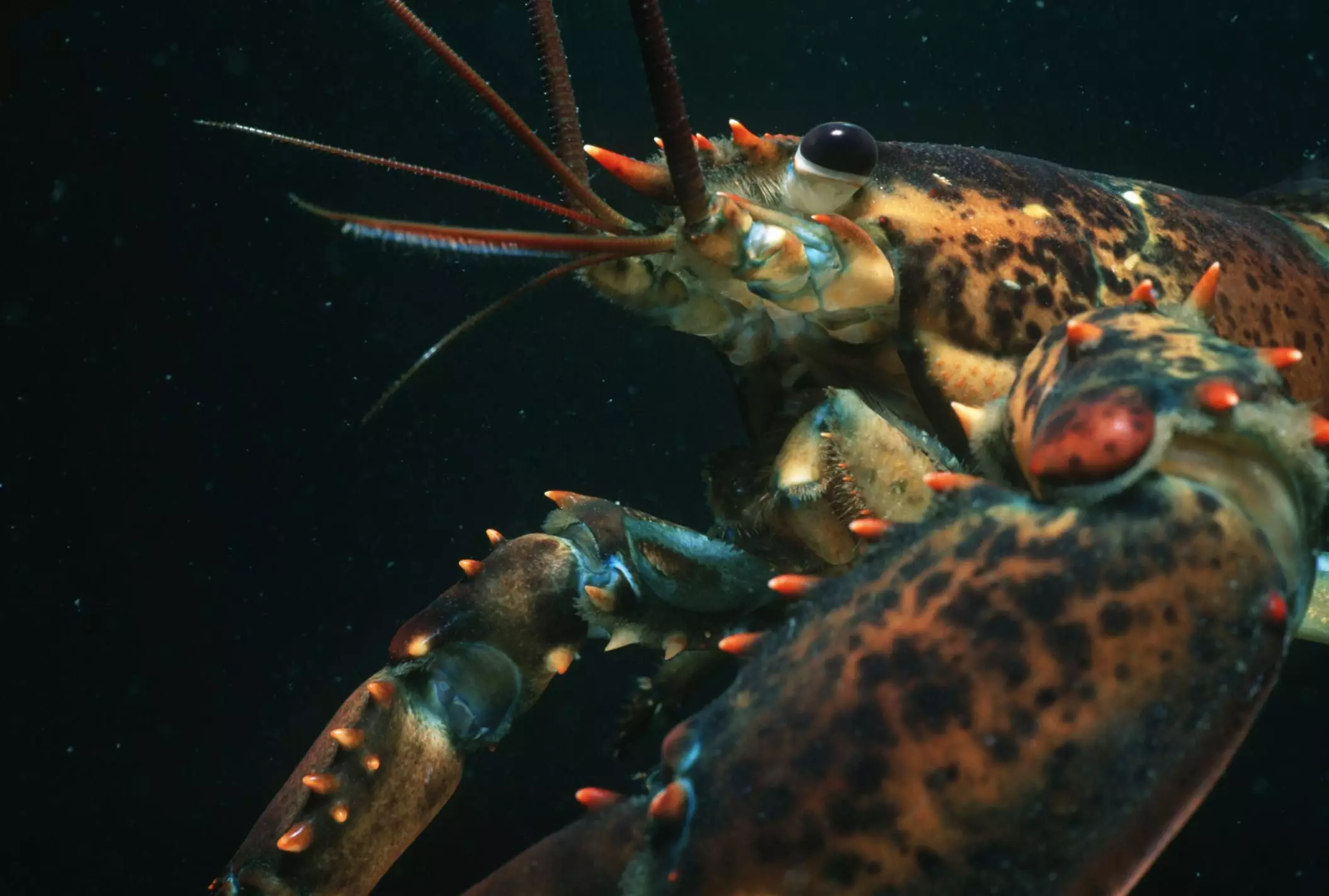 9 Fakta Cepet Babagan Lobster