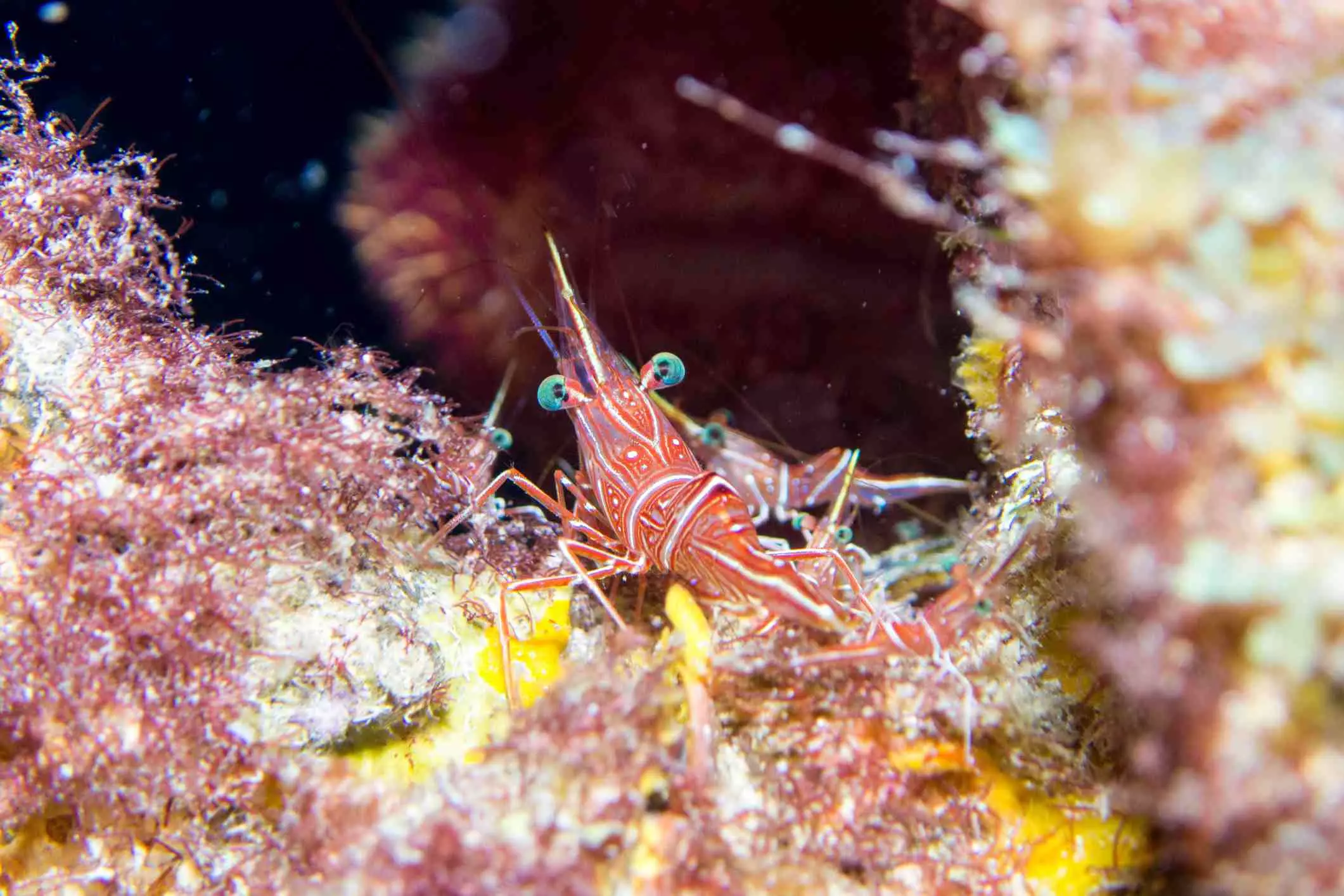 Lady Elliot Island