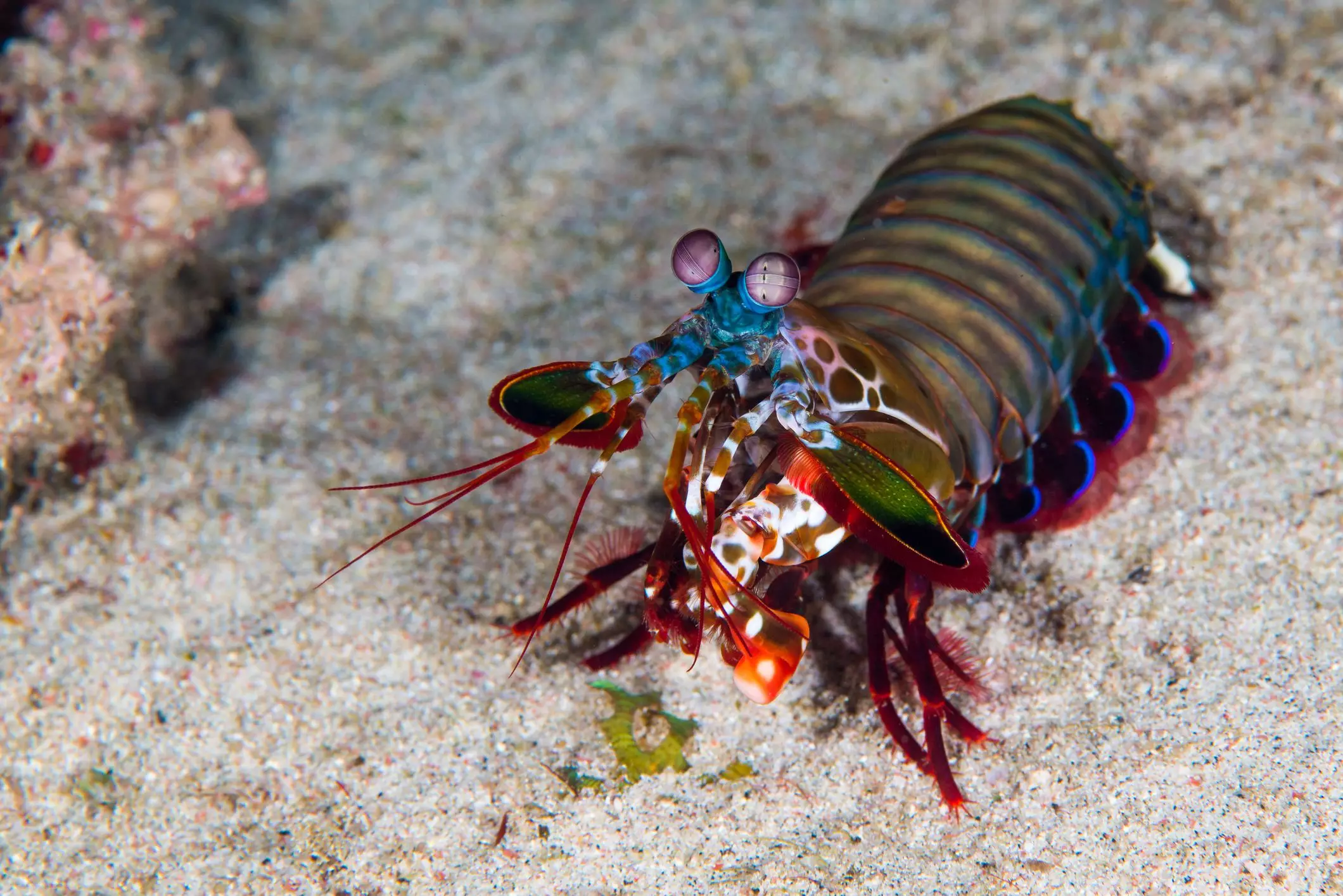 Mantis Shrimp Amakuru (Stomatopoda)