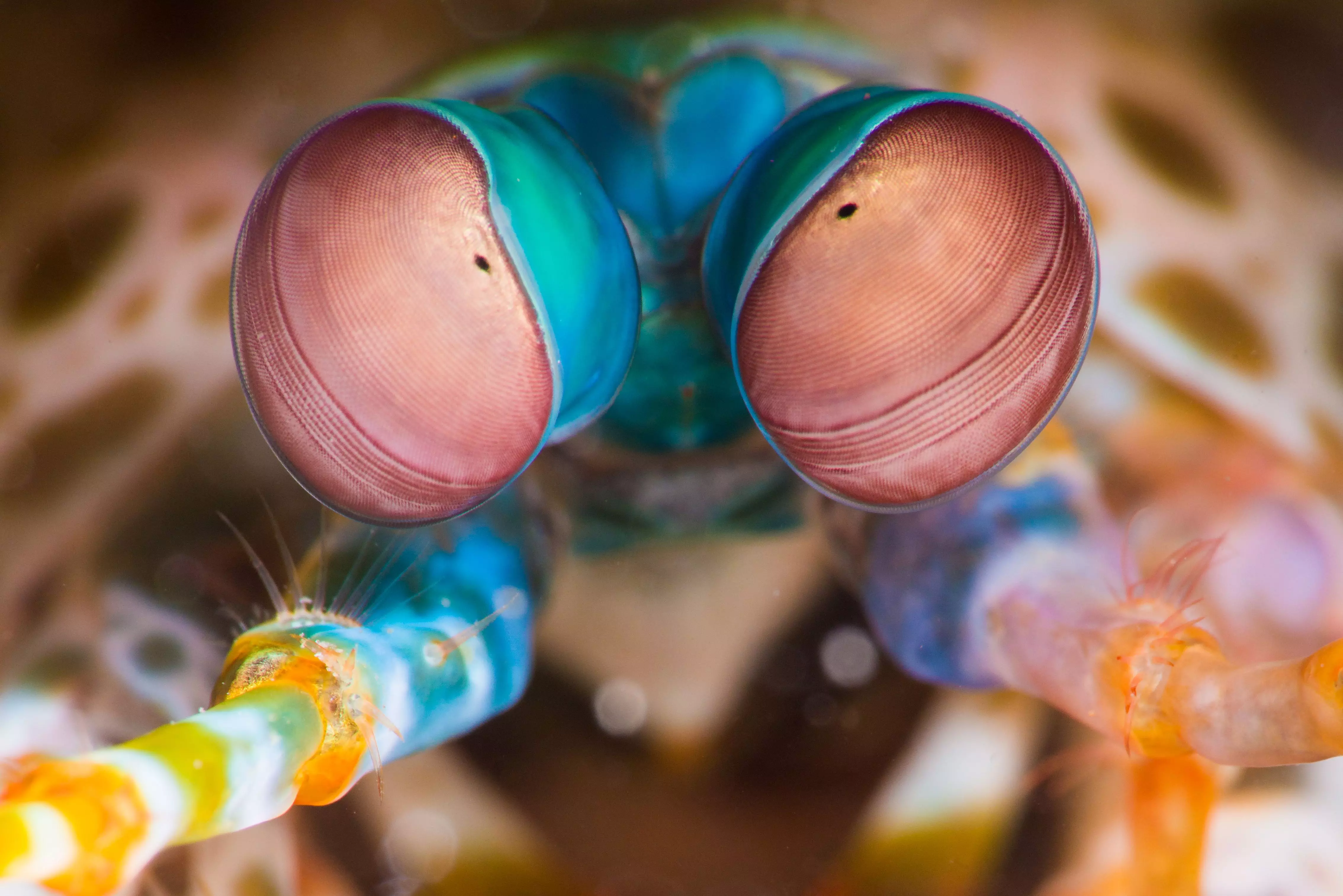 Páva sáska garnélarák (Odontodactylus scyllarus) szeme