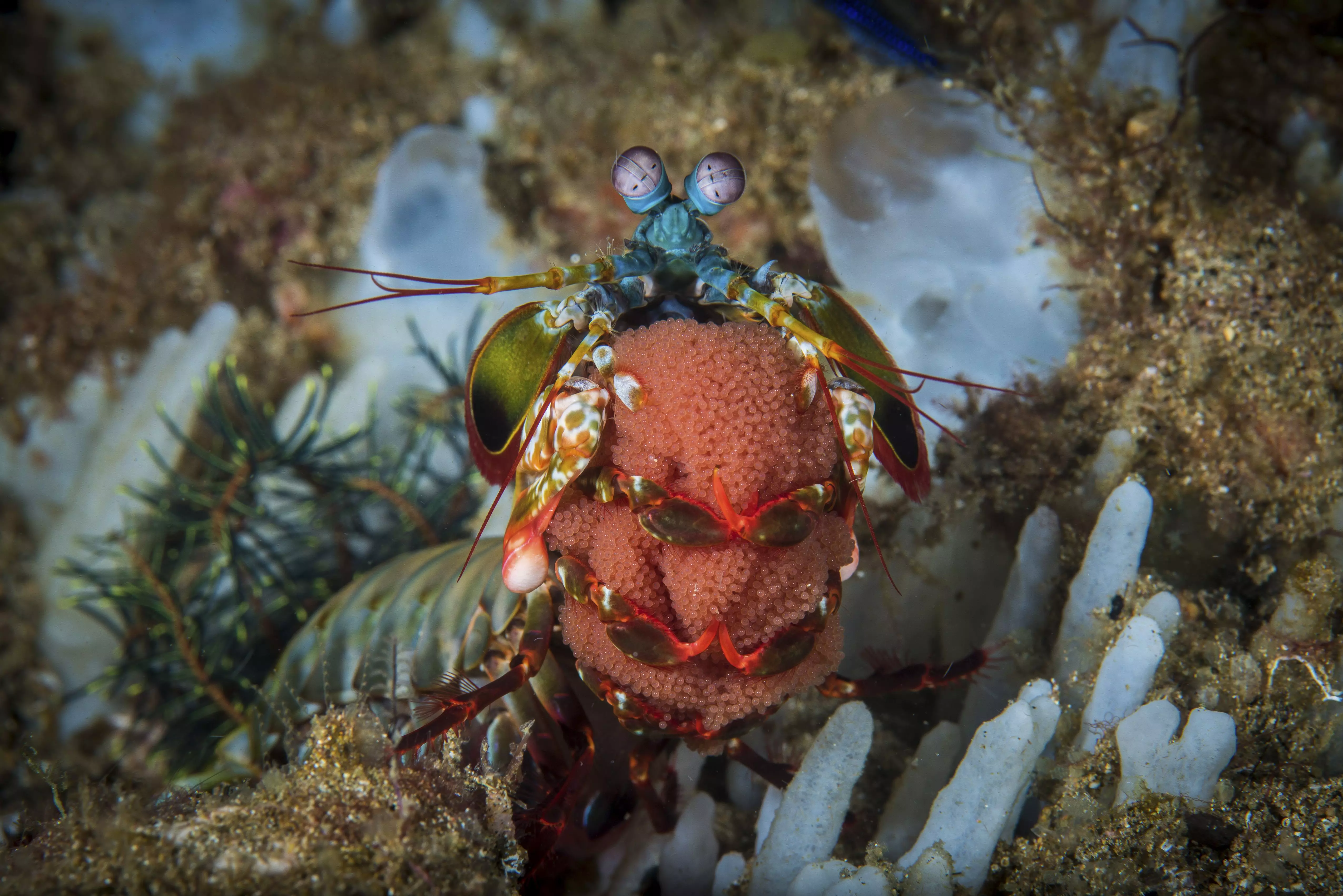 Yon kribich mantis Peacock pote riban ze li, Anilao, Filipin.