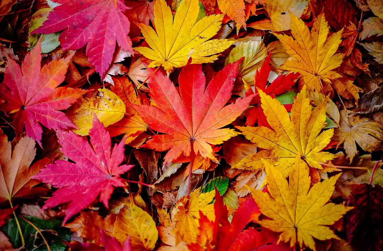 Close-up Fan Maple Leaves