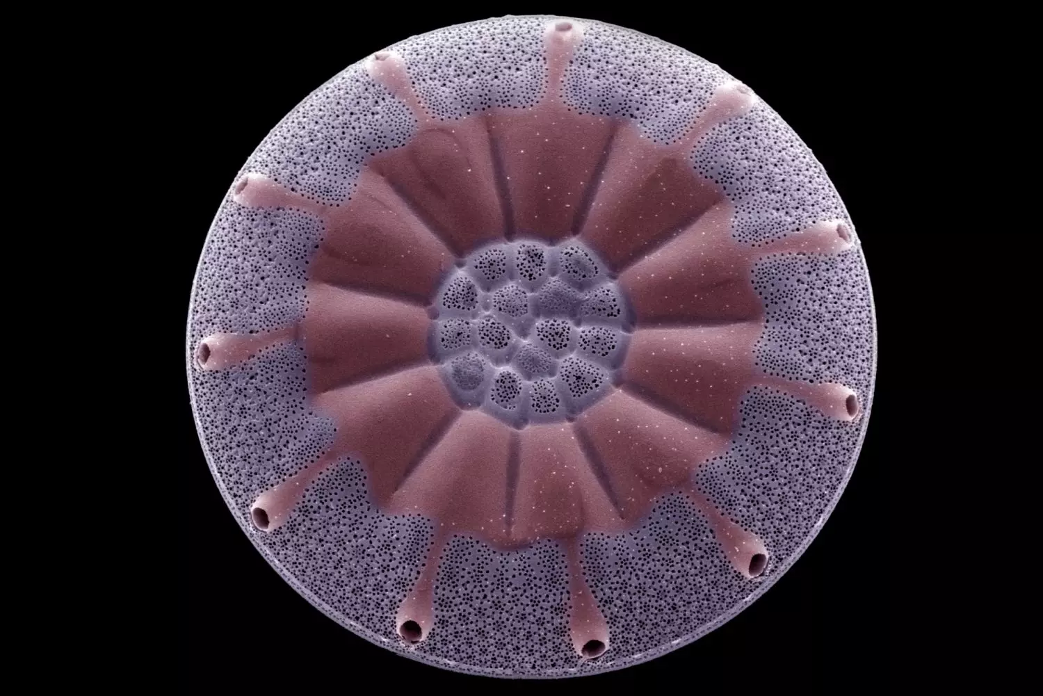 Mga Organismo sa Photosynthetic - Mga Tanum, Algae, Cyanobacteria