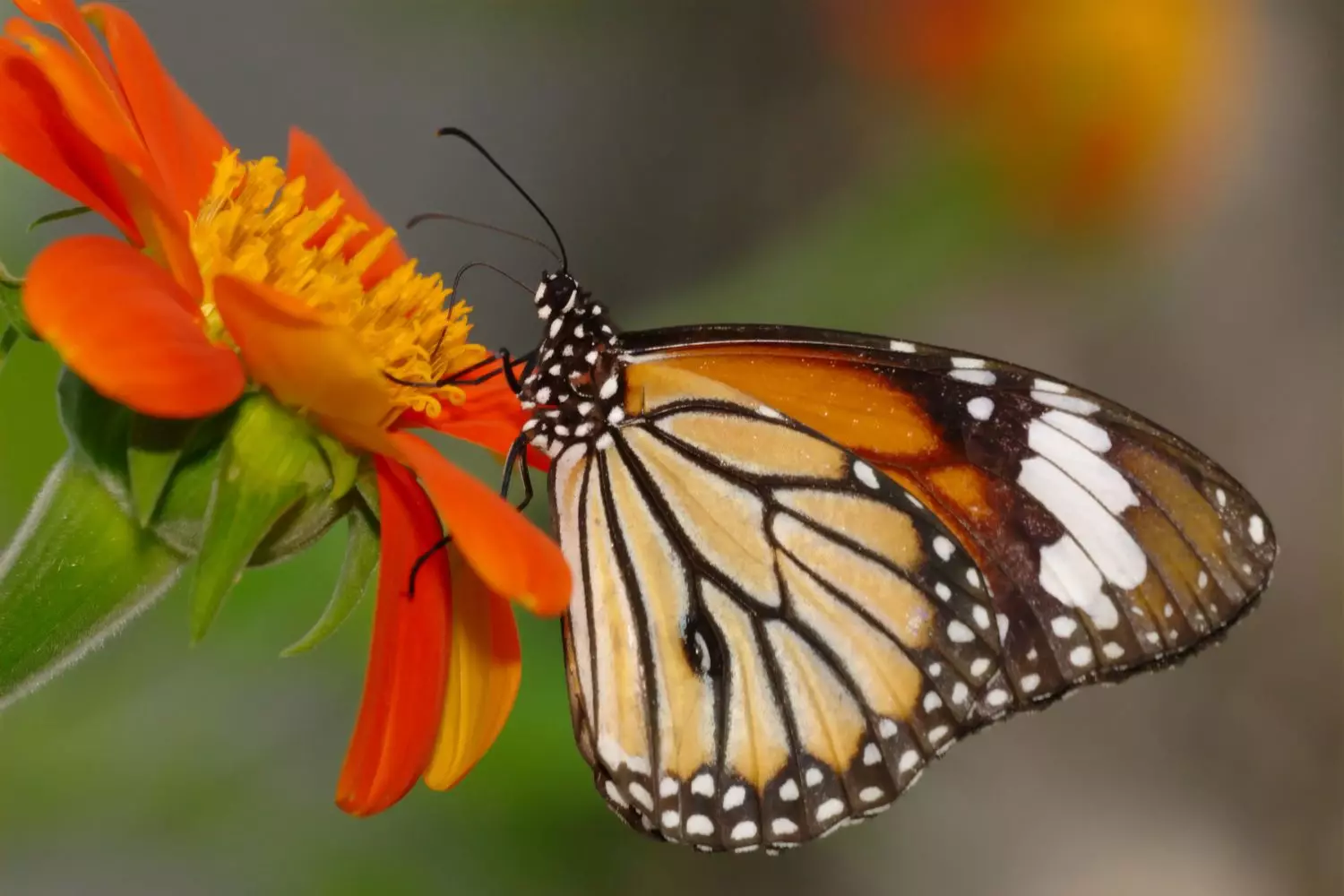 Tiger Butterfly