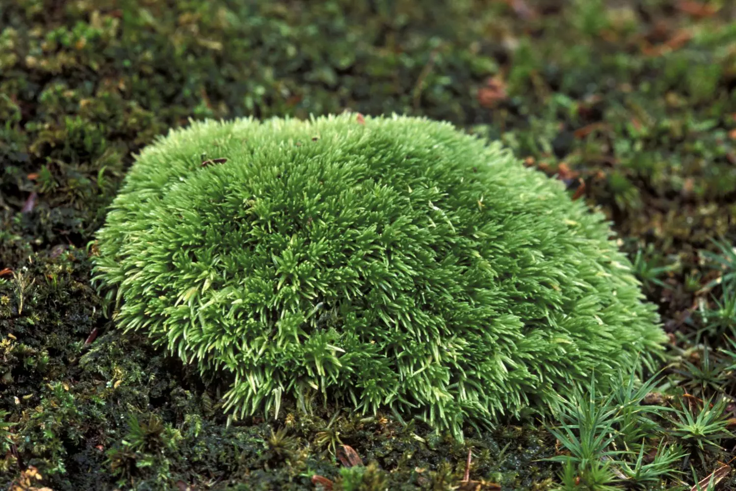 Características e imaxes das plantas non vasculares