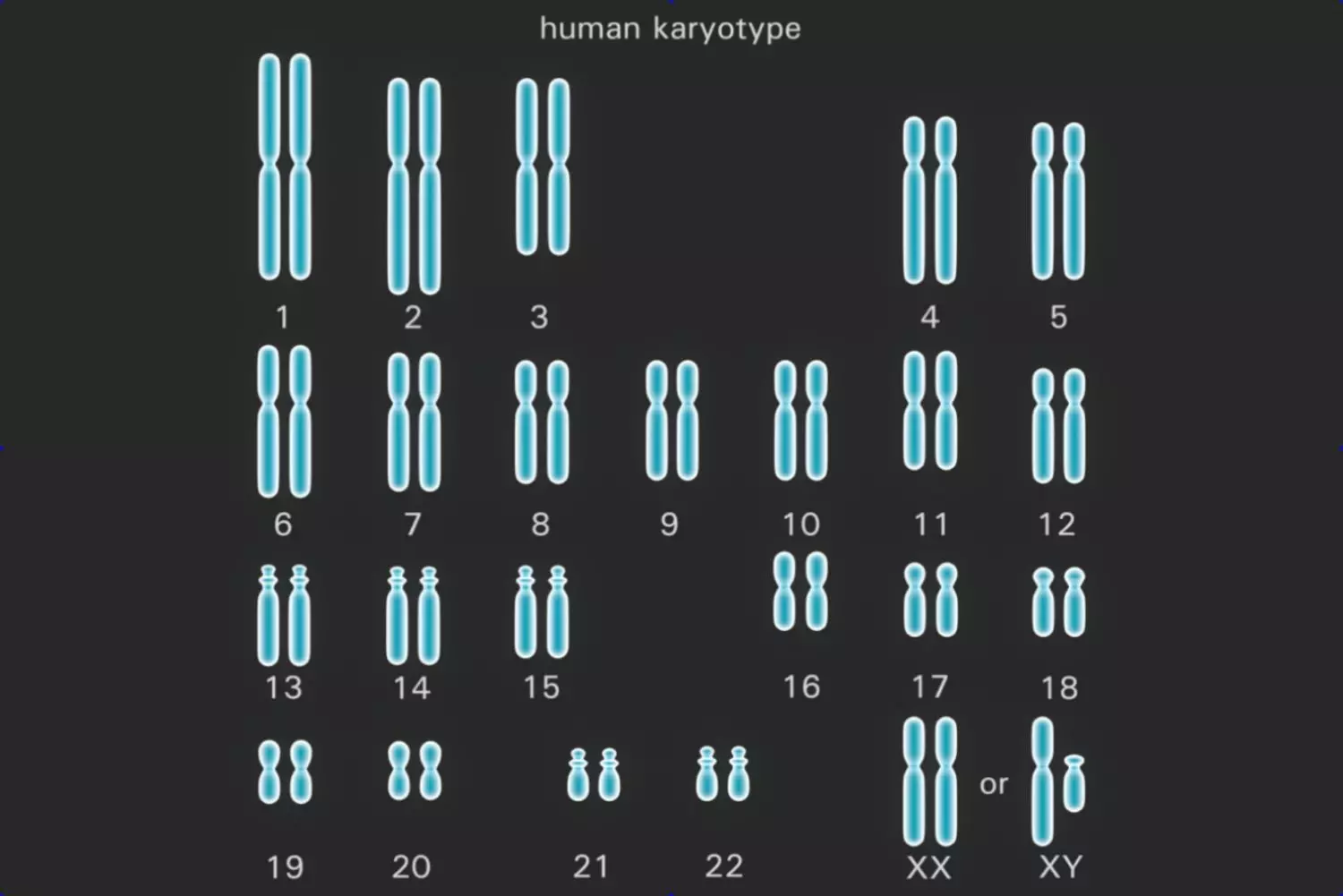 Ορισμός Διπλοειδής Κυψέλη και Παράδειγμα