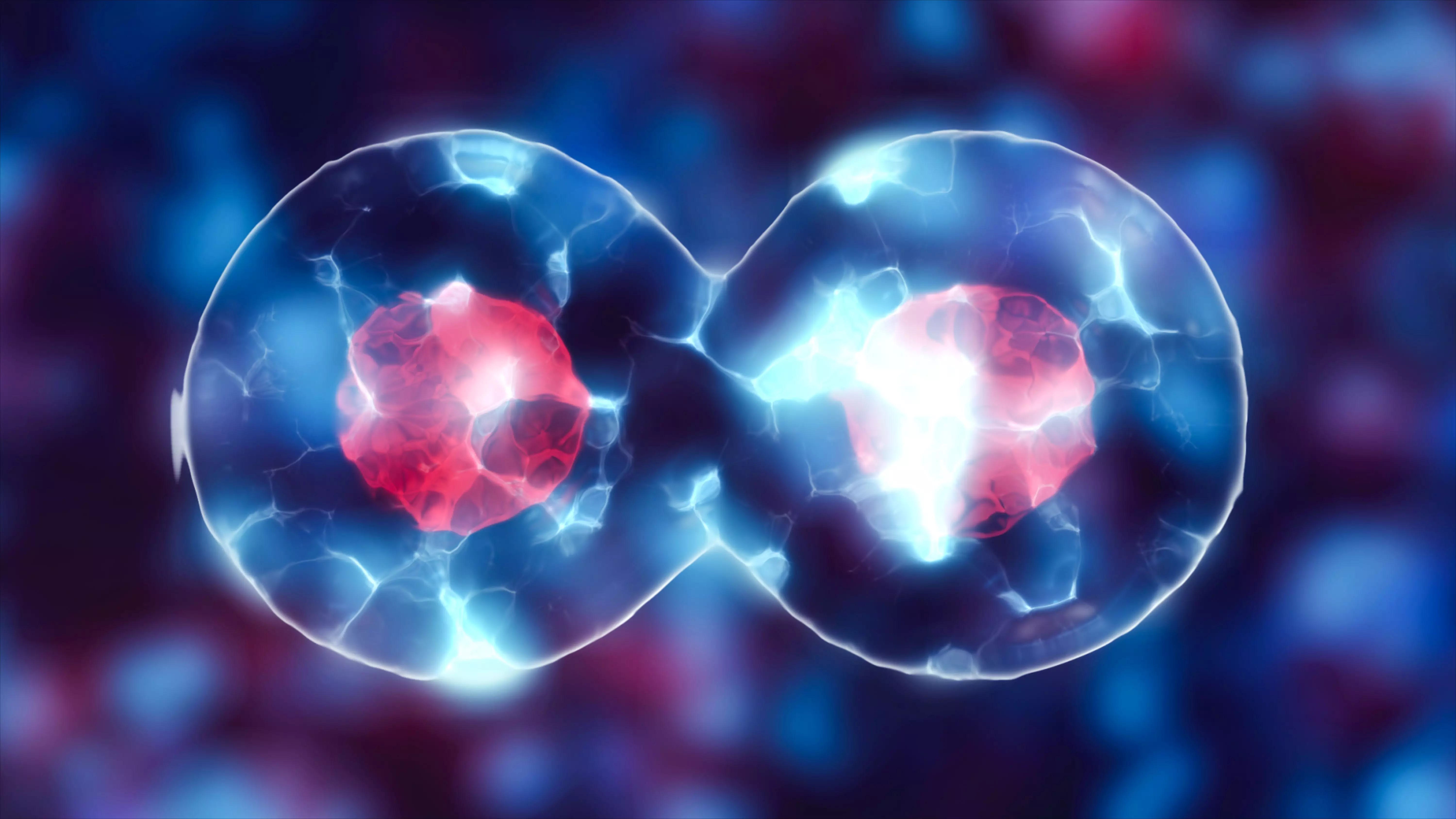 mitosis တွင် နျူကလိယ ပါသော ဆဲလ်များနှင့် ဆဲလ်များ ပွားခြင်း။