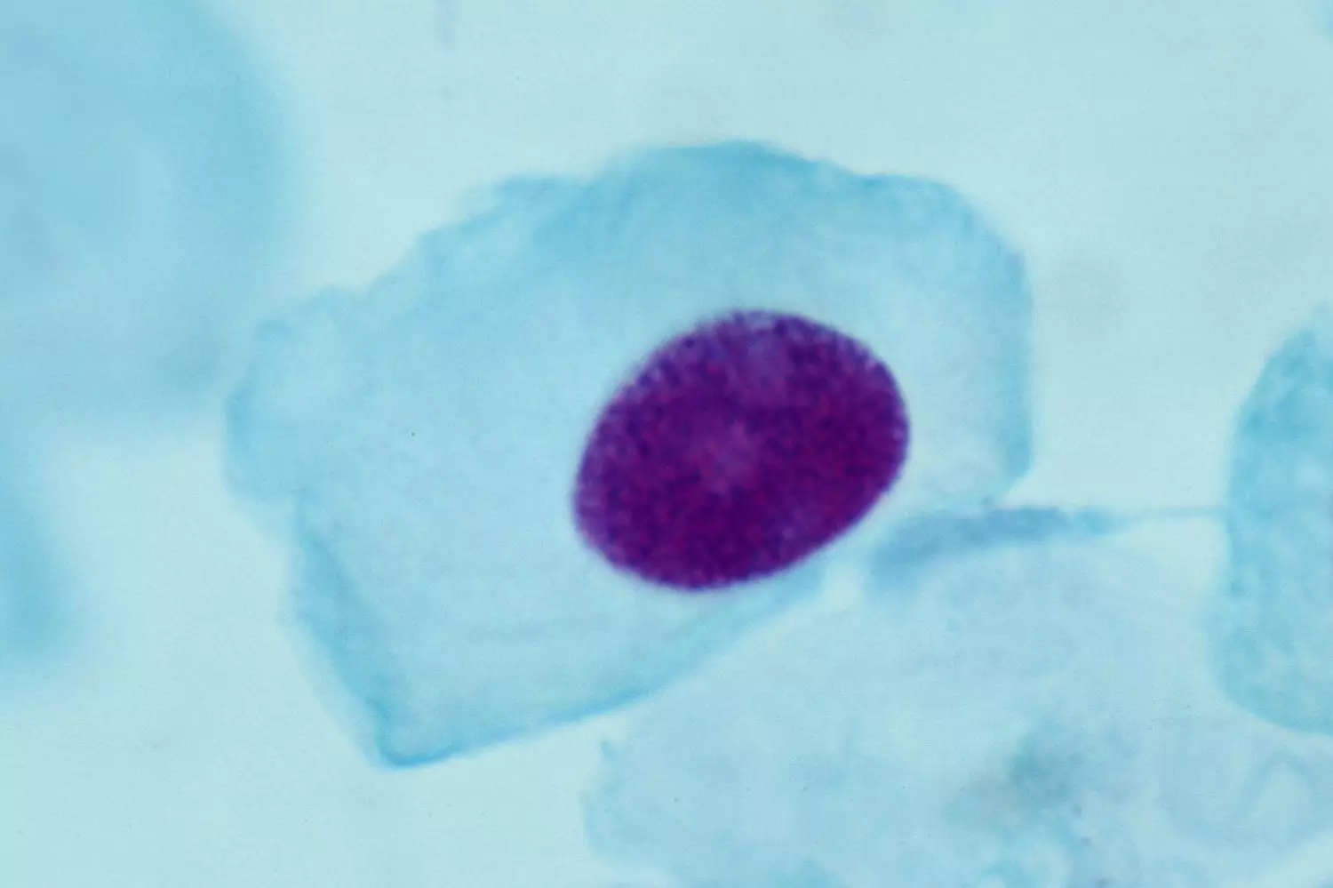 Interfaz'da bir bitki hücresi