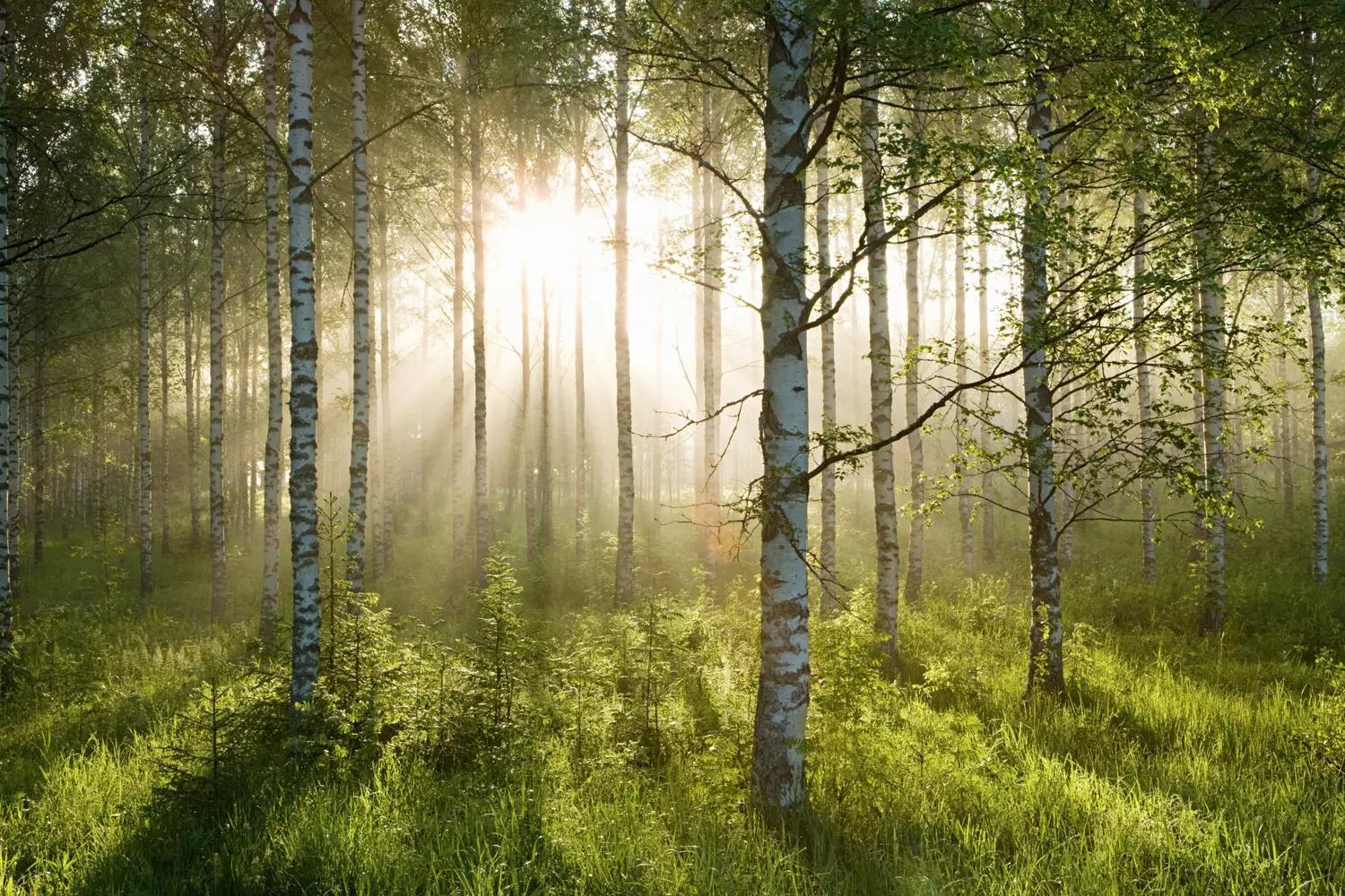 Explore feitos fascinantes sobre os biomas forestais