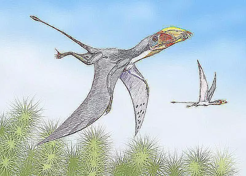 dimorphodon