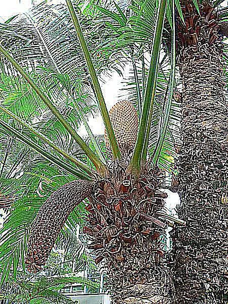 cycad