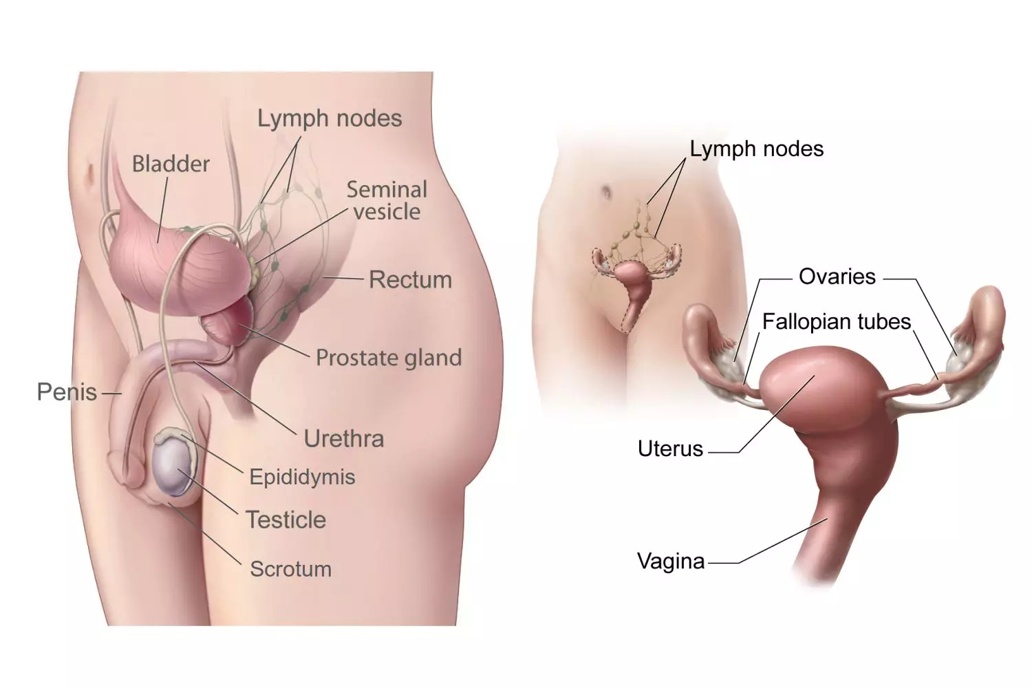 Gónadas masculinas e femininas: testículos e ovarios