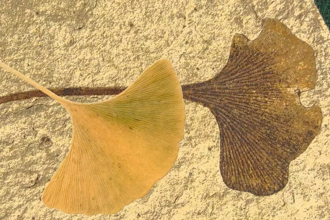 Izityalo eziPhilayo zeFossil-Ginkgo, Metasequoia, Wollemia