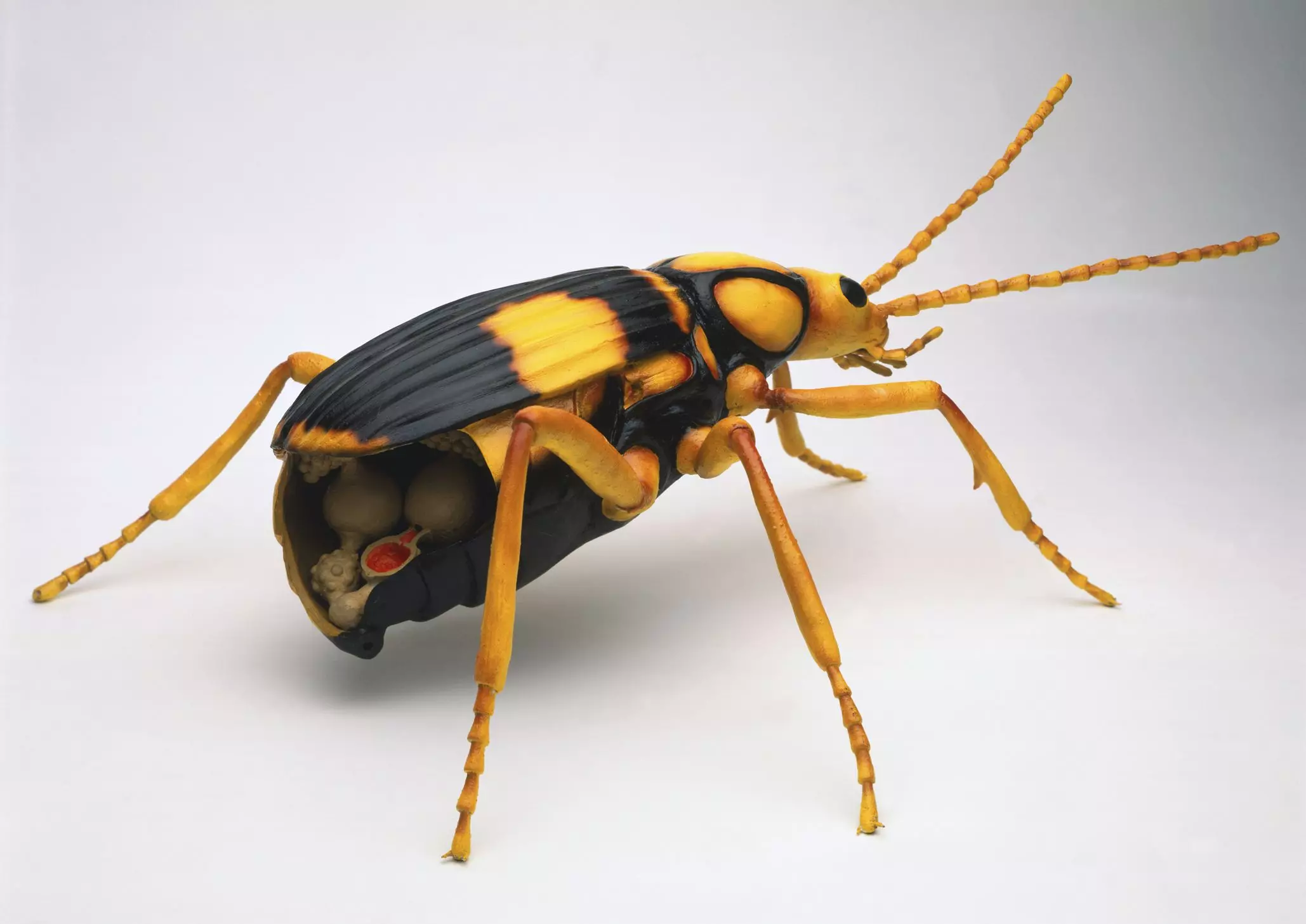 Vad är Bombardier Beetles?