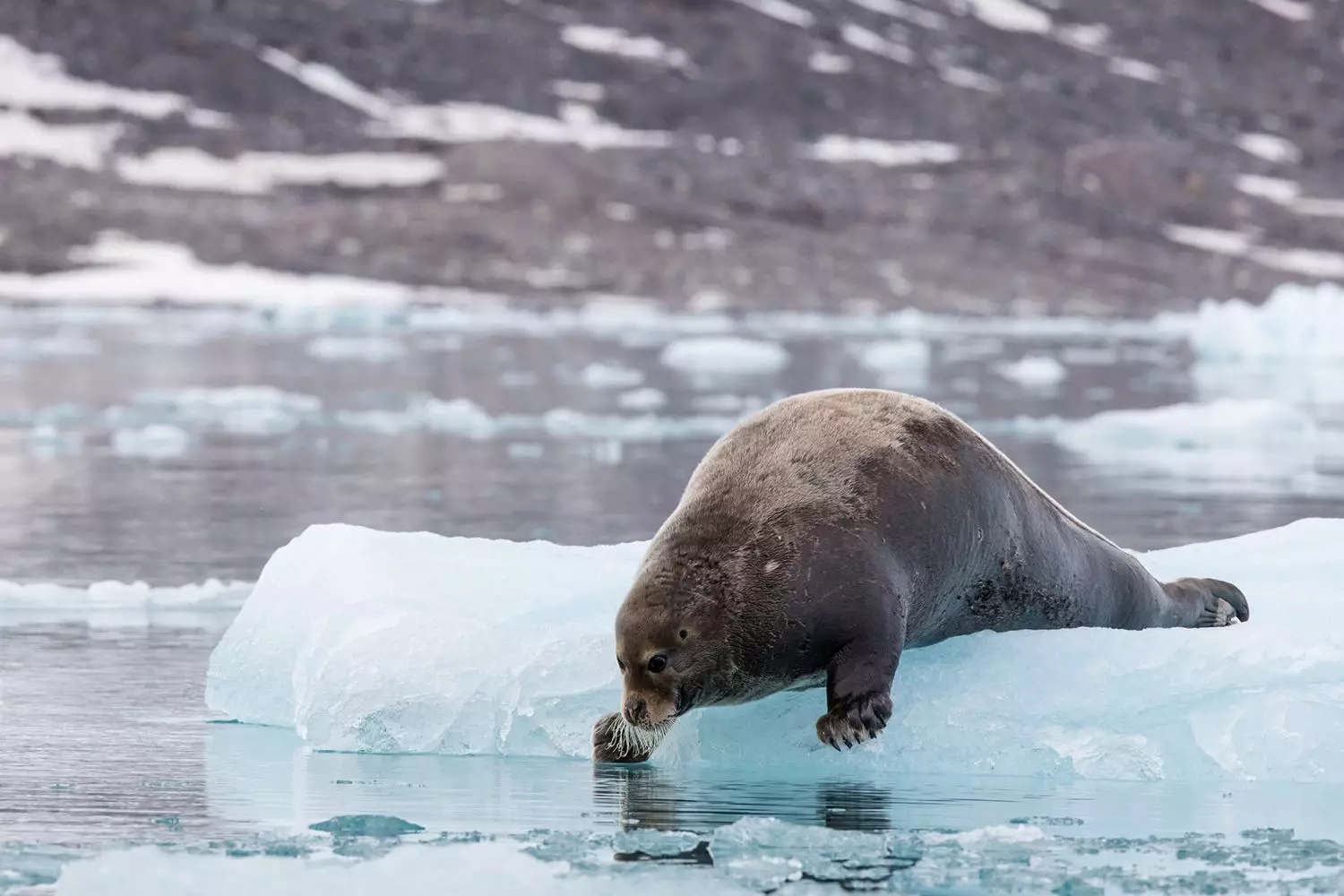 Арктикалык мөөр жөнүндө кызыктуу фактылар