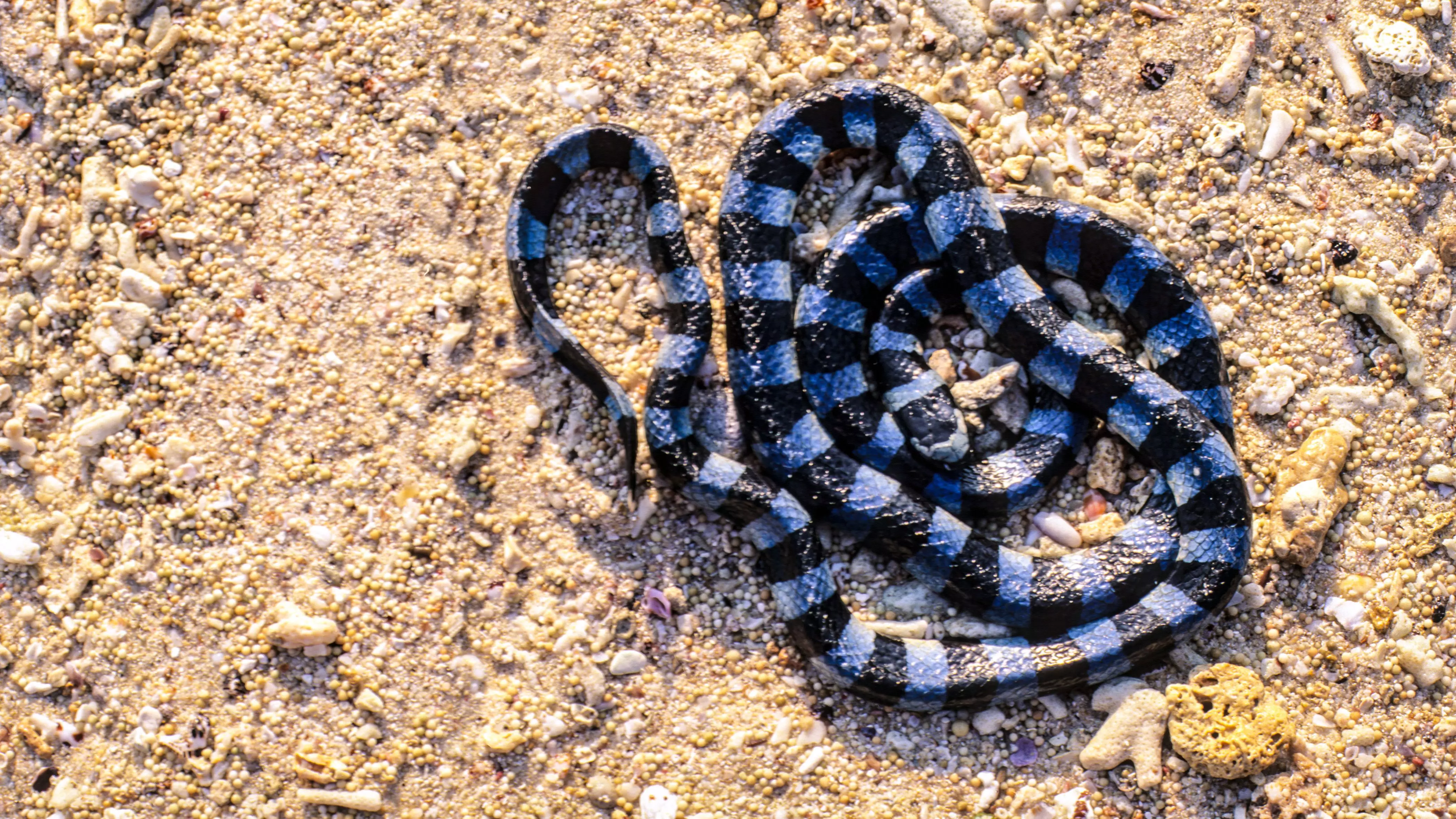 Fakty o pásikavom mori (Laticauda colubrina)