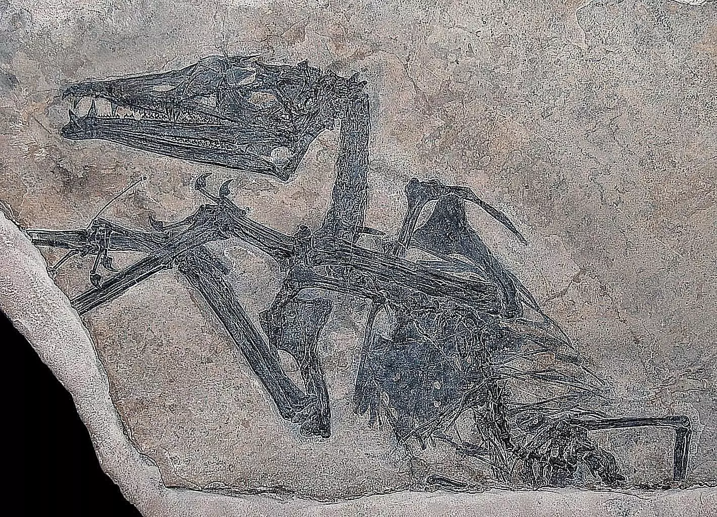 i-eudimorphodon