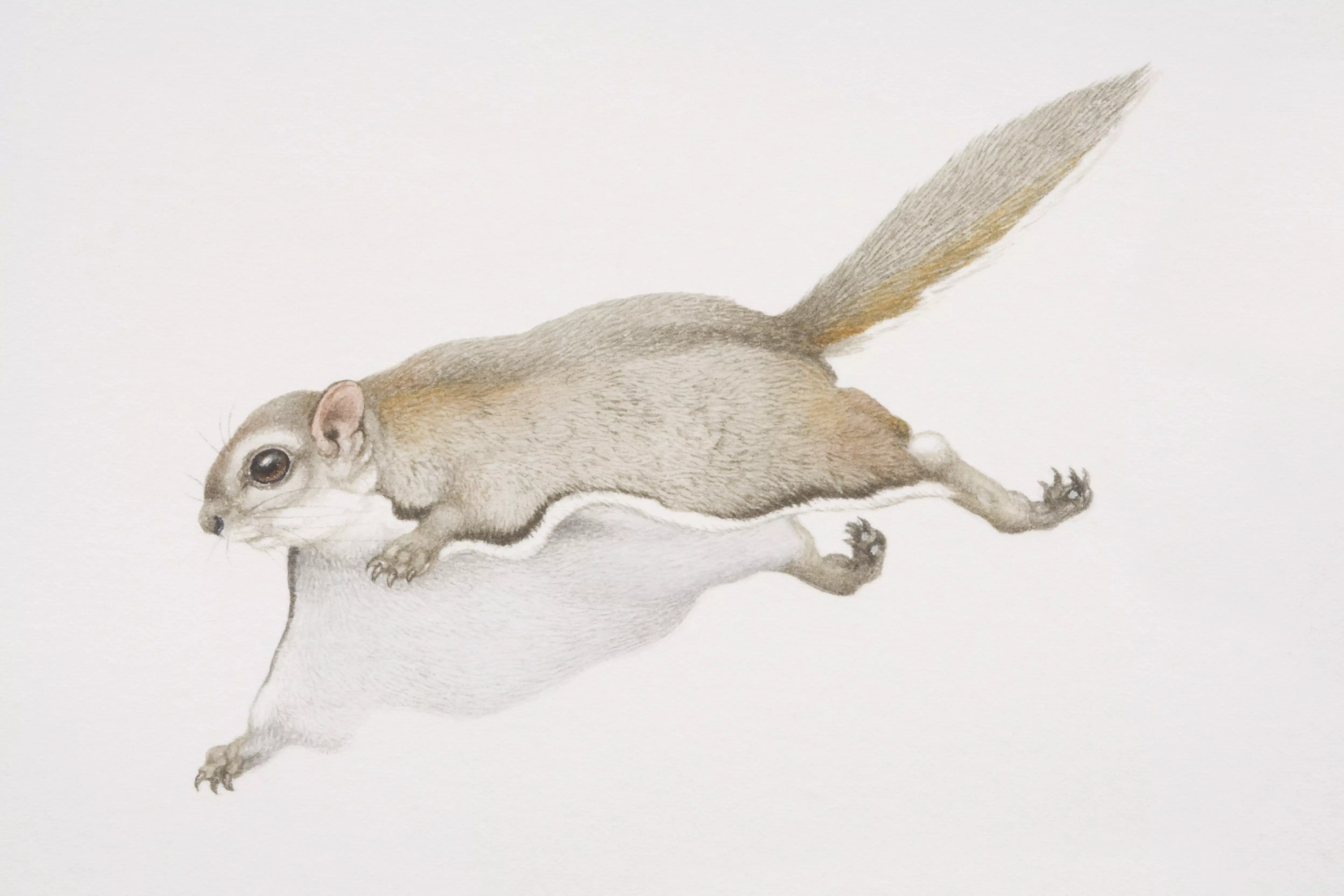 Virginia Northern Flying Squirrel Facts