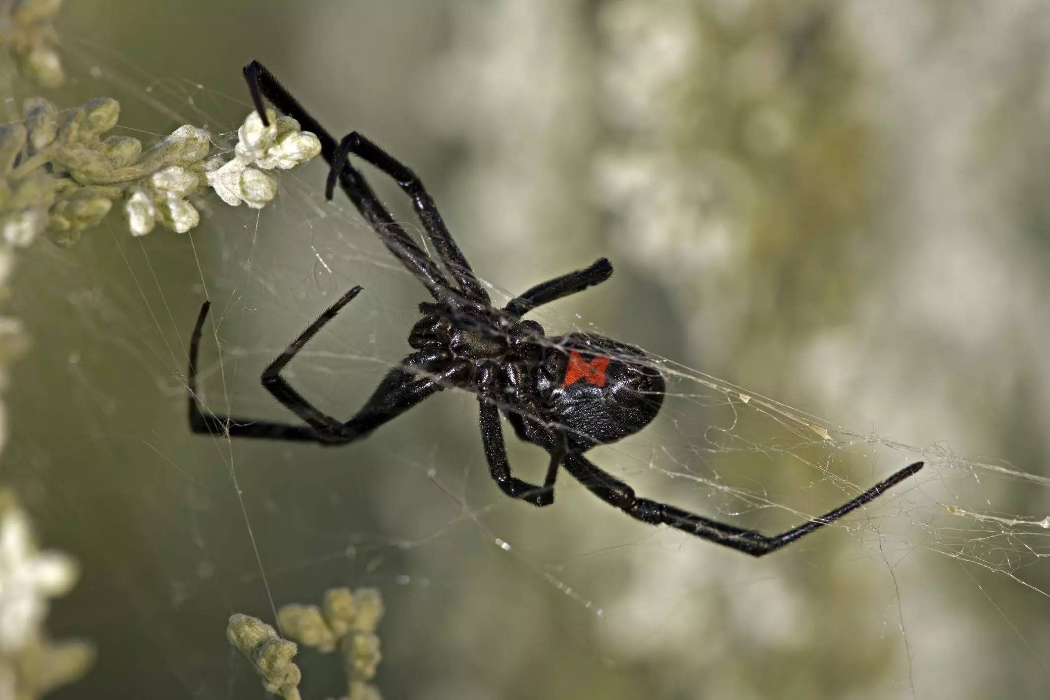 Spider Mirovan Diqelişin? Çima Bitekên Spider Kêm in