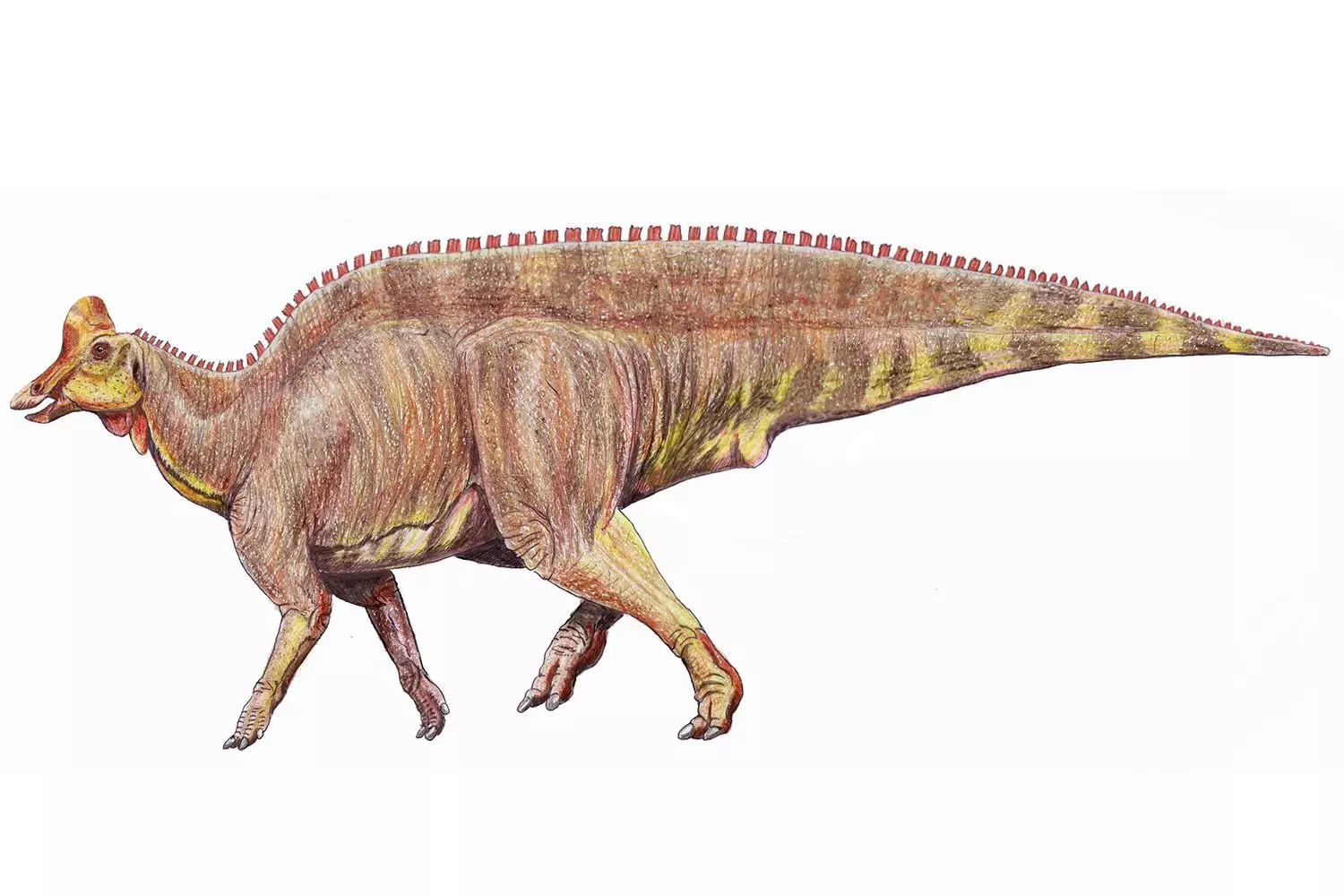 20 dinosauro eta historiaurreko narrasti handienak 21431_6