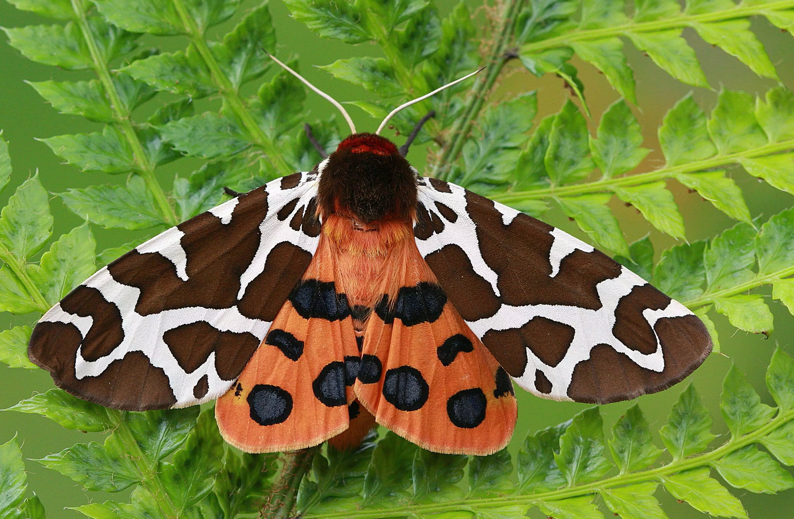 10 Kasunyatan Moth sing Apik lan Ora Dikenal