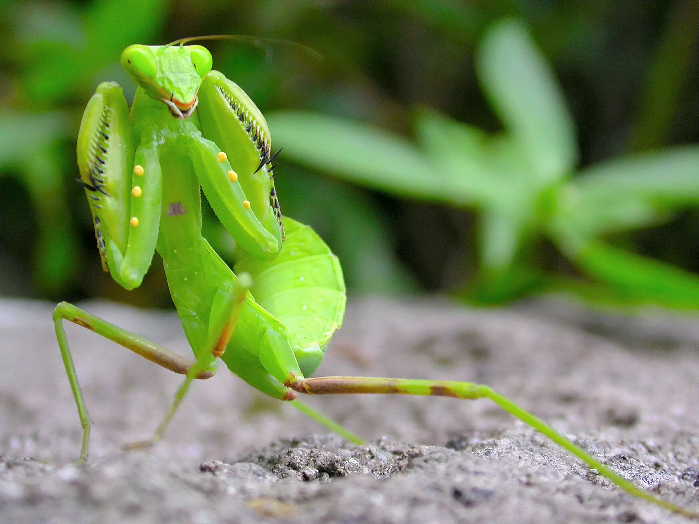 10 Fakta Praying Mantis sing nggumunake