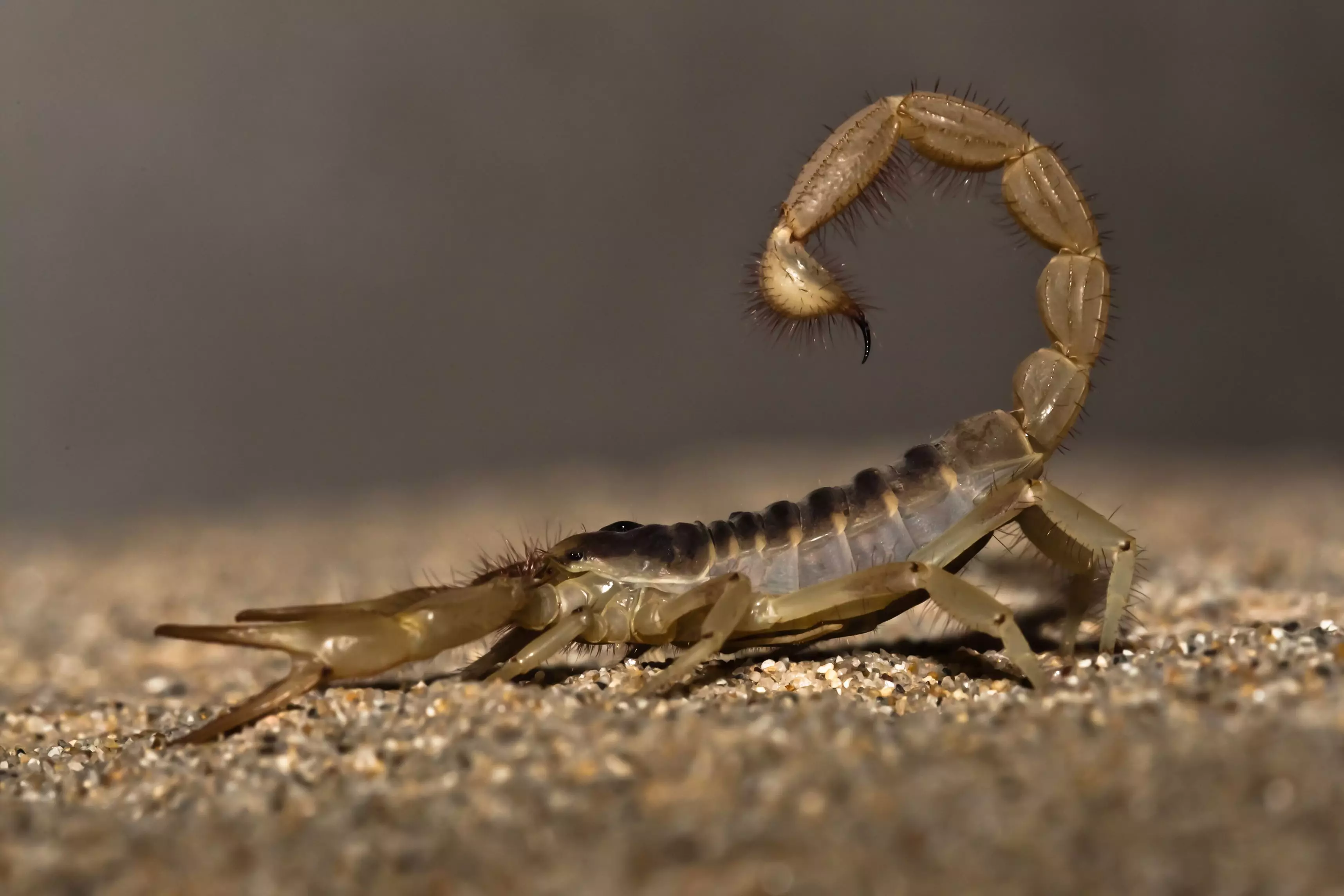 10 Makapaikag nga Kamatuoran Bahin sa Scorpions