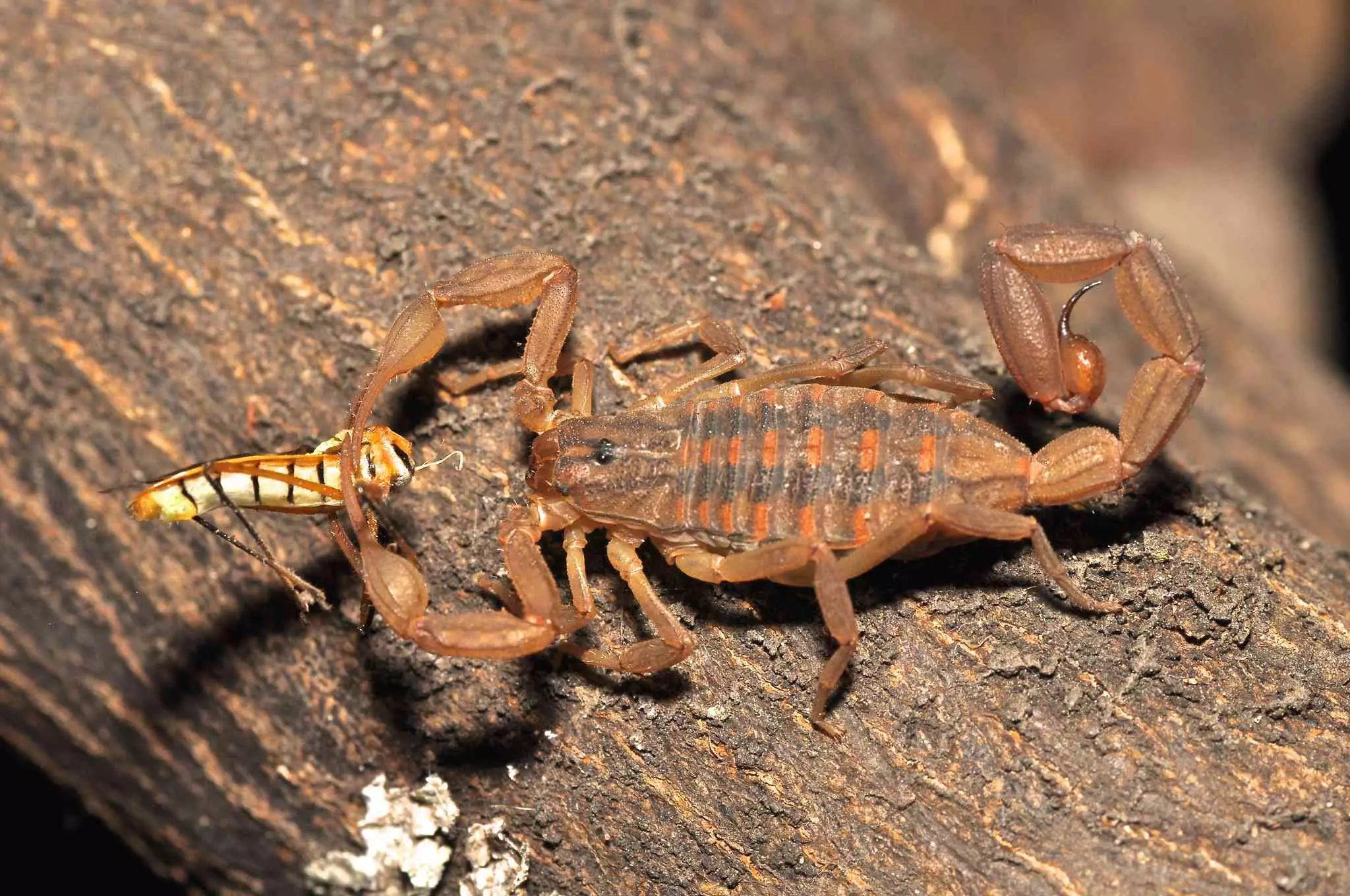 Scorpion kula wadudu.