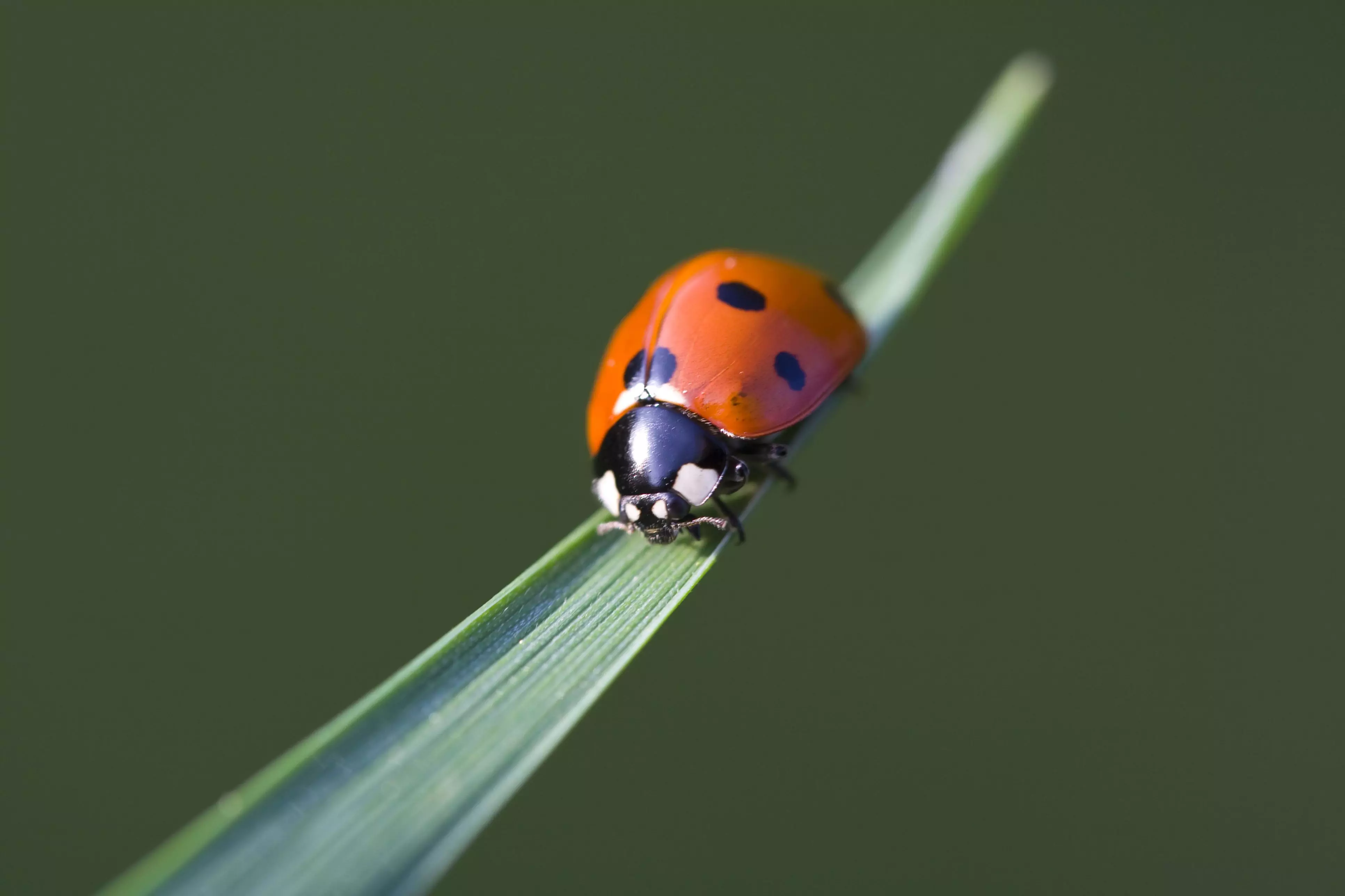 Mga Insekto - Insecta - Ang Encyclopedia sa Hayop