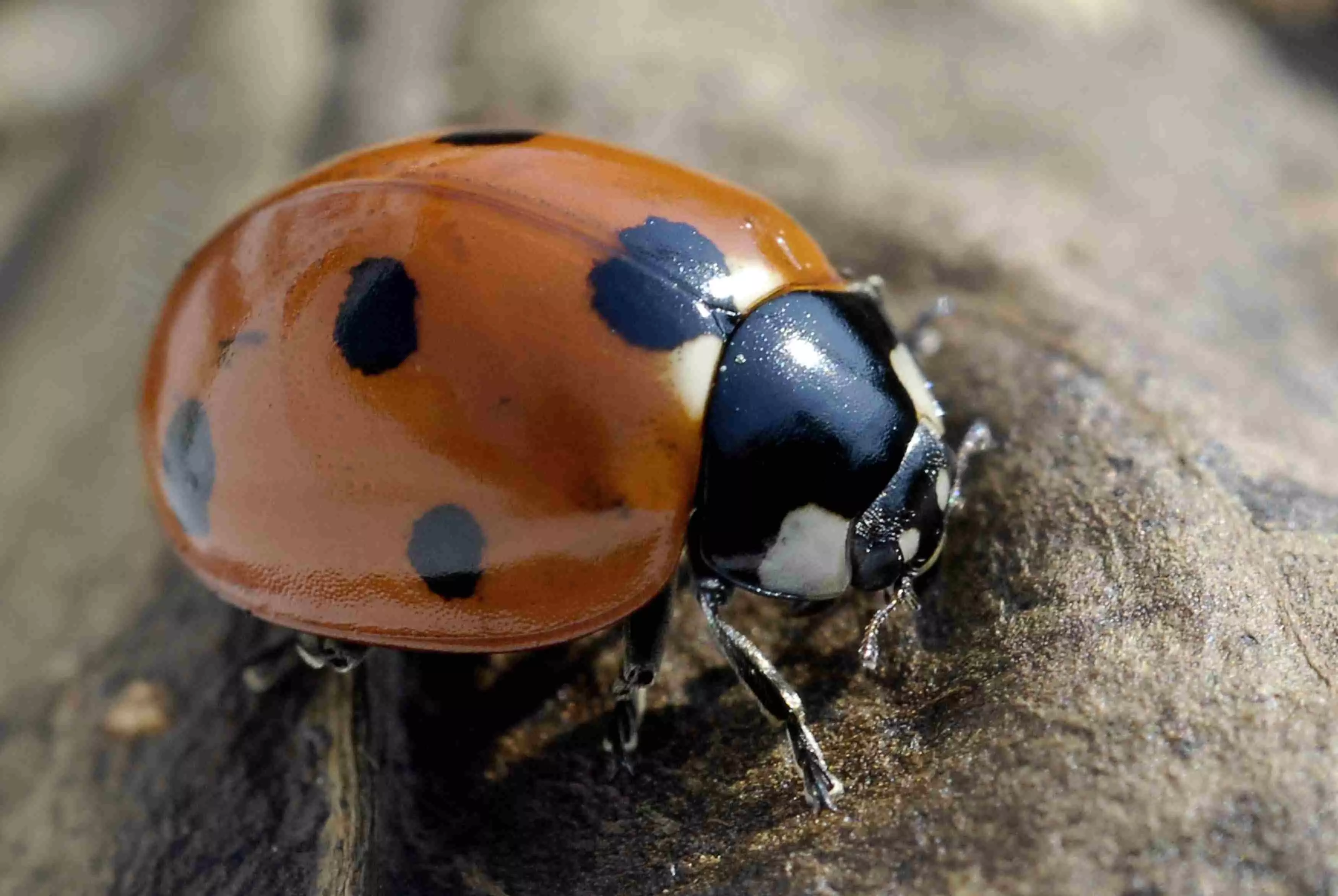 Ladybug closeup.