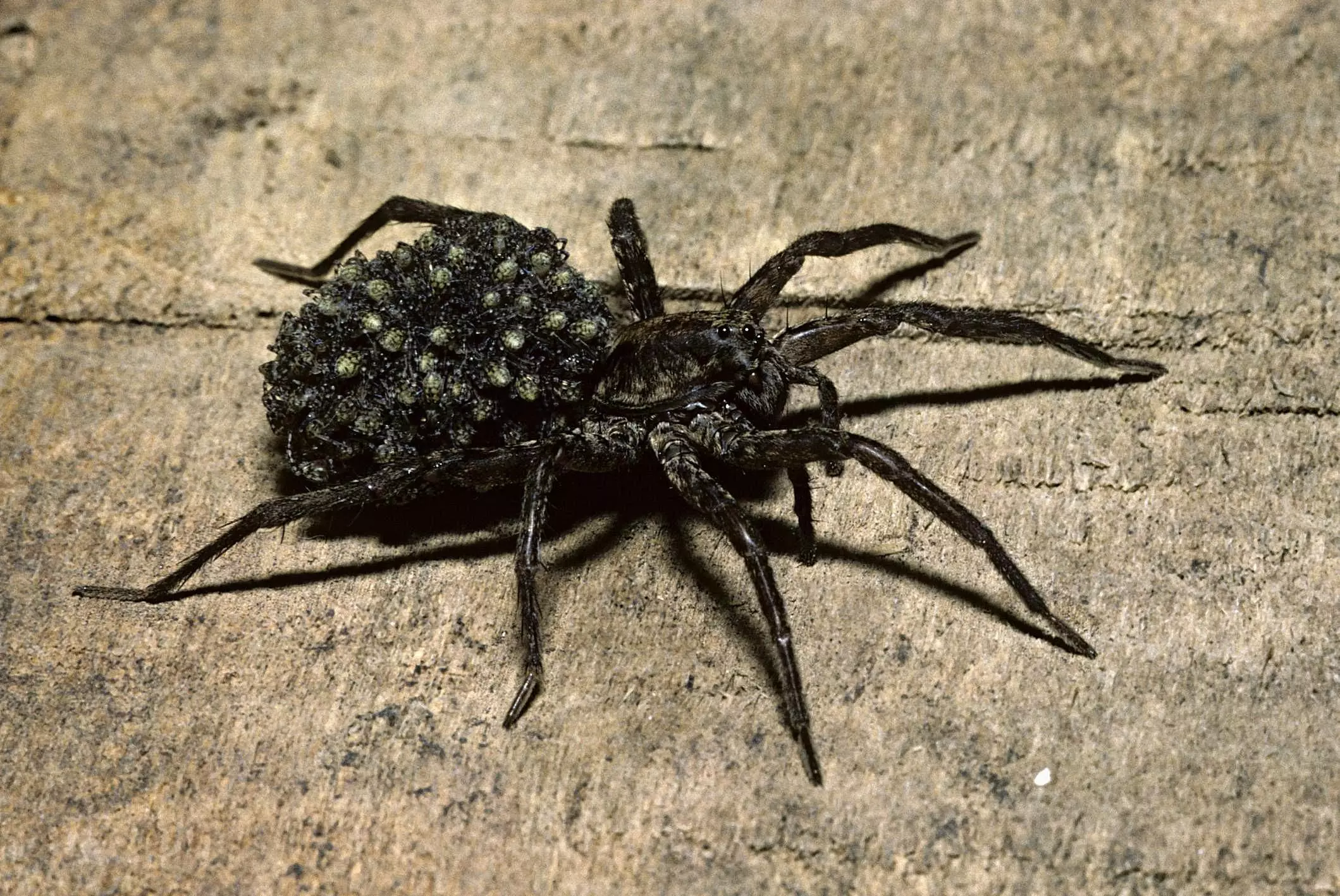 Mga Kinaiya ug Kinaiya sa Wolf Spider, Pamilya Lycosidae