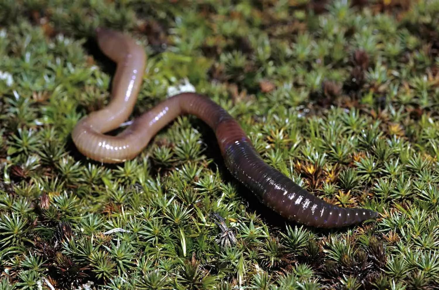 Earthworm