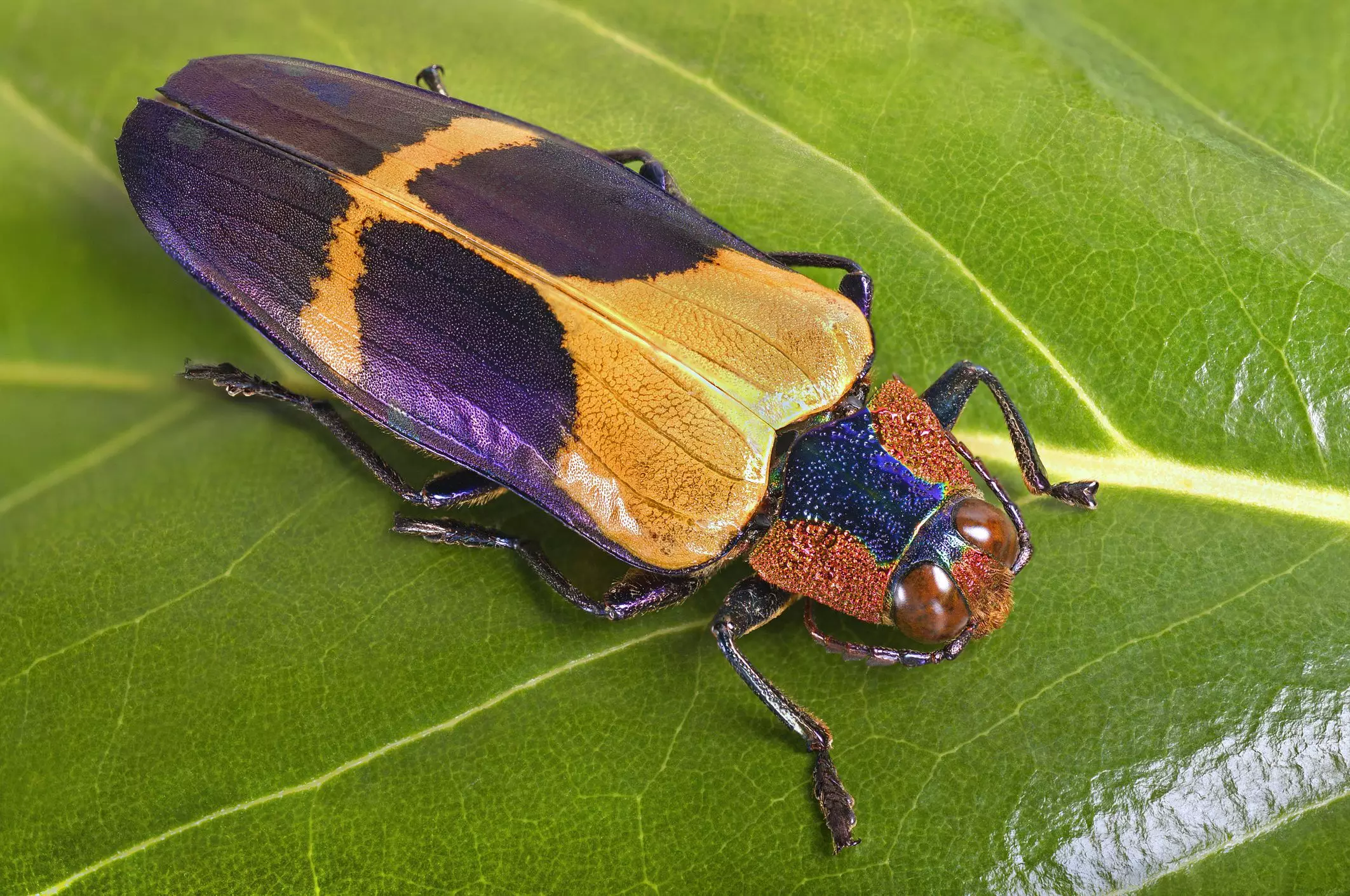 Pagkat-on og 10 Makalingaw nga Kamatuoran Bahin sa mga Insekto