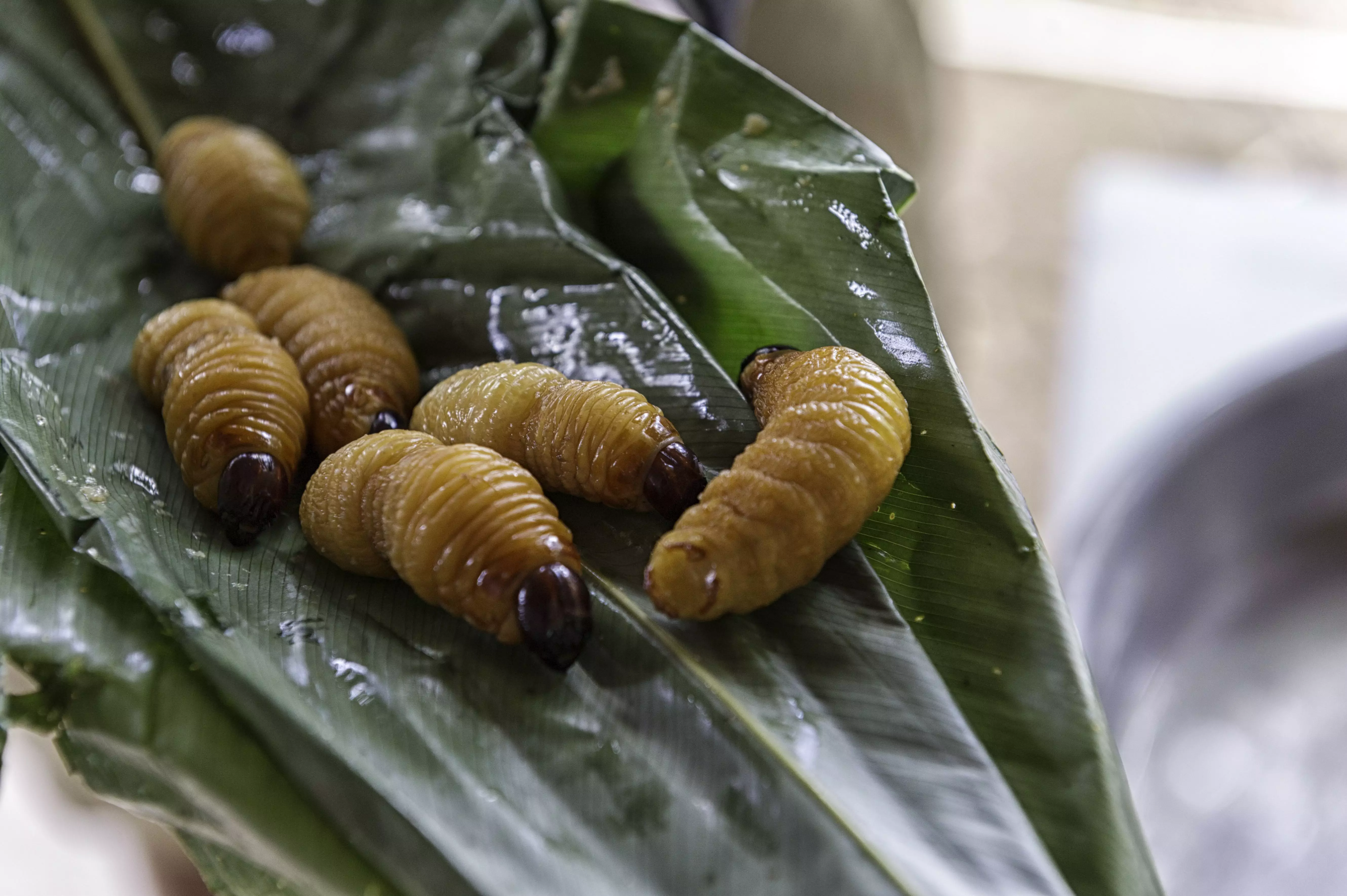 Larva kumbang pokok palma