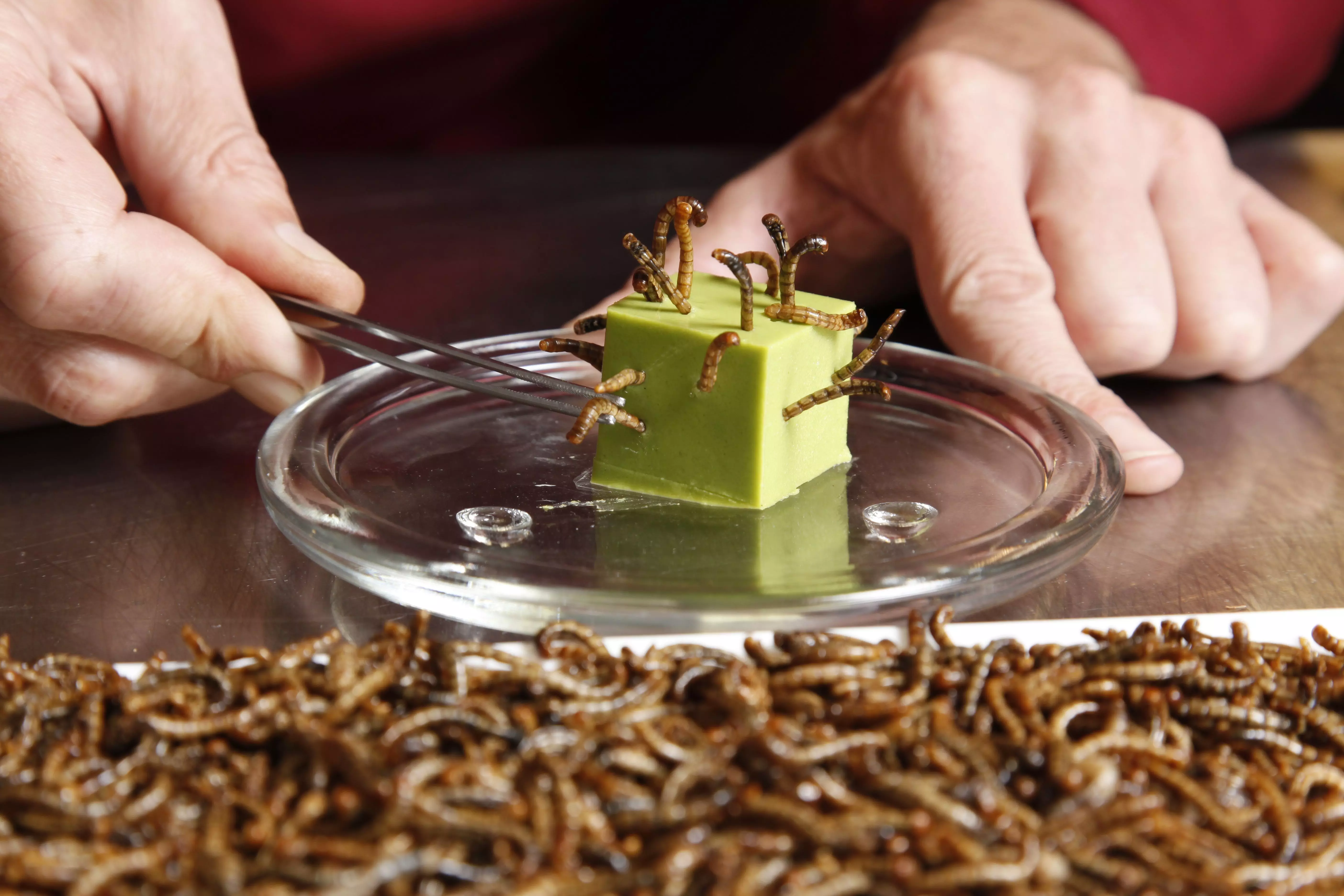 Mealworms boleh didapati sebagai makanan untuk kegunaan manusia.