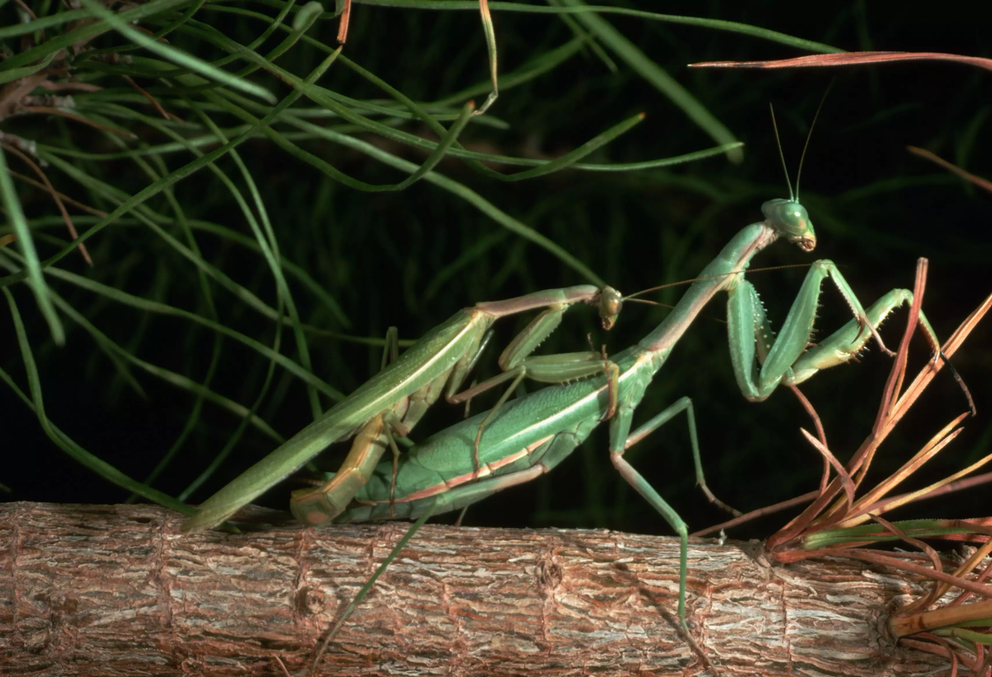 カマキリの交配と共食い