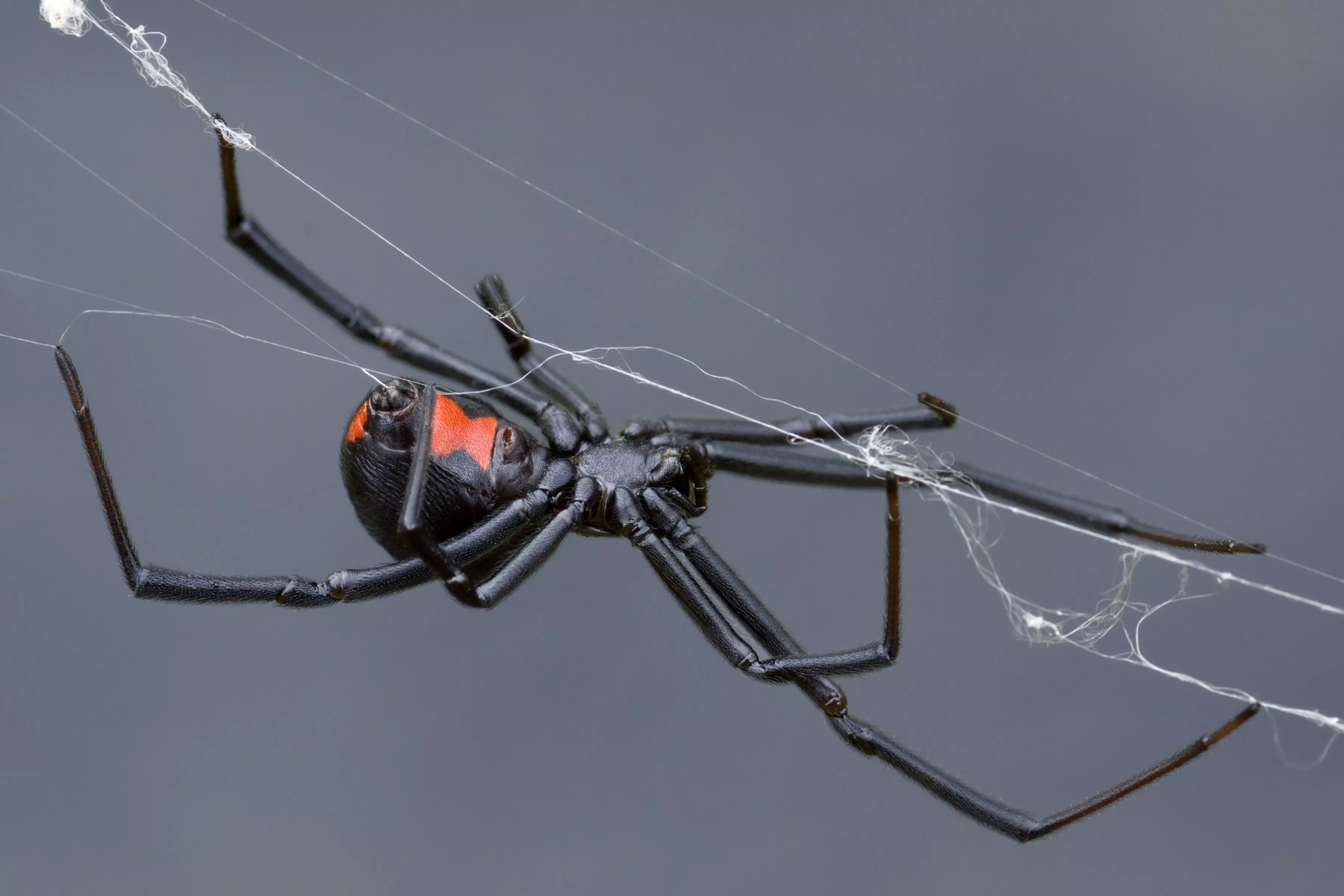 Black Chirikadzi Spider Chokwadi (Latrodectus mactans)