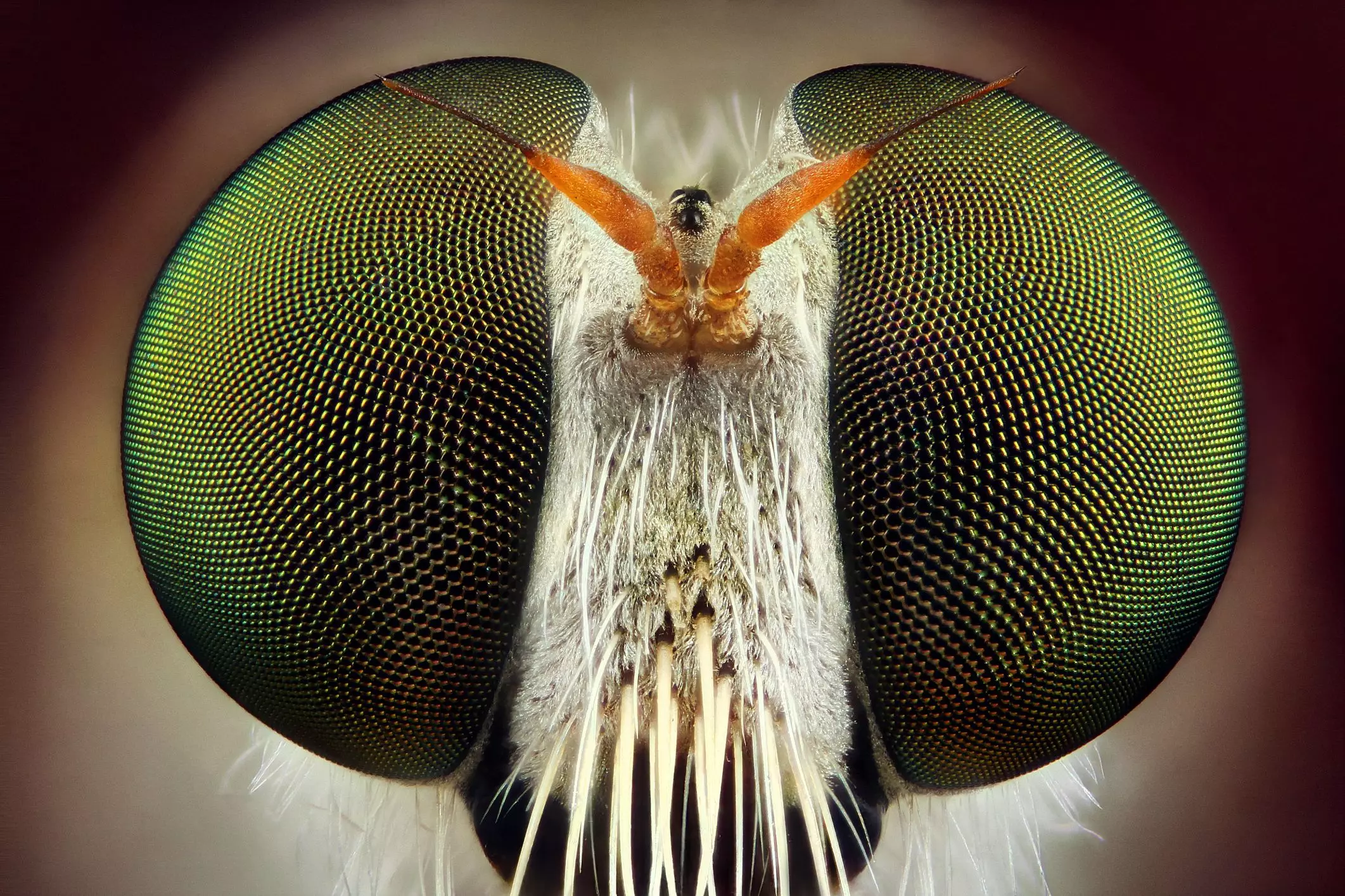 L'índex d'insectes - Ordenat per noms científics