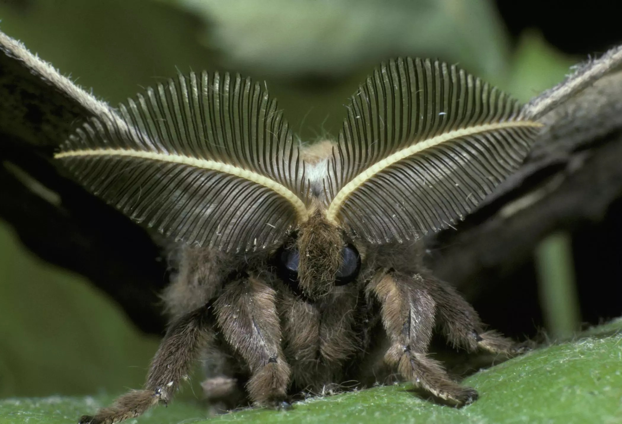 Die 13 Arten von Insektenantennen