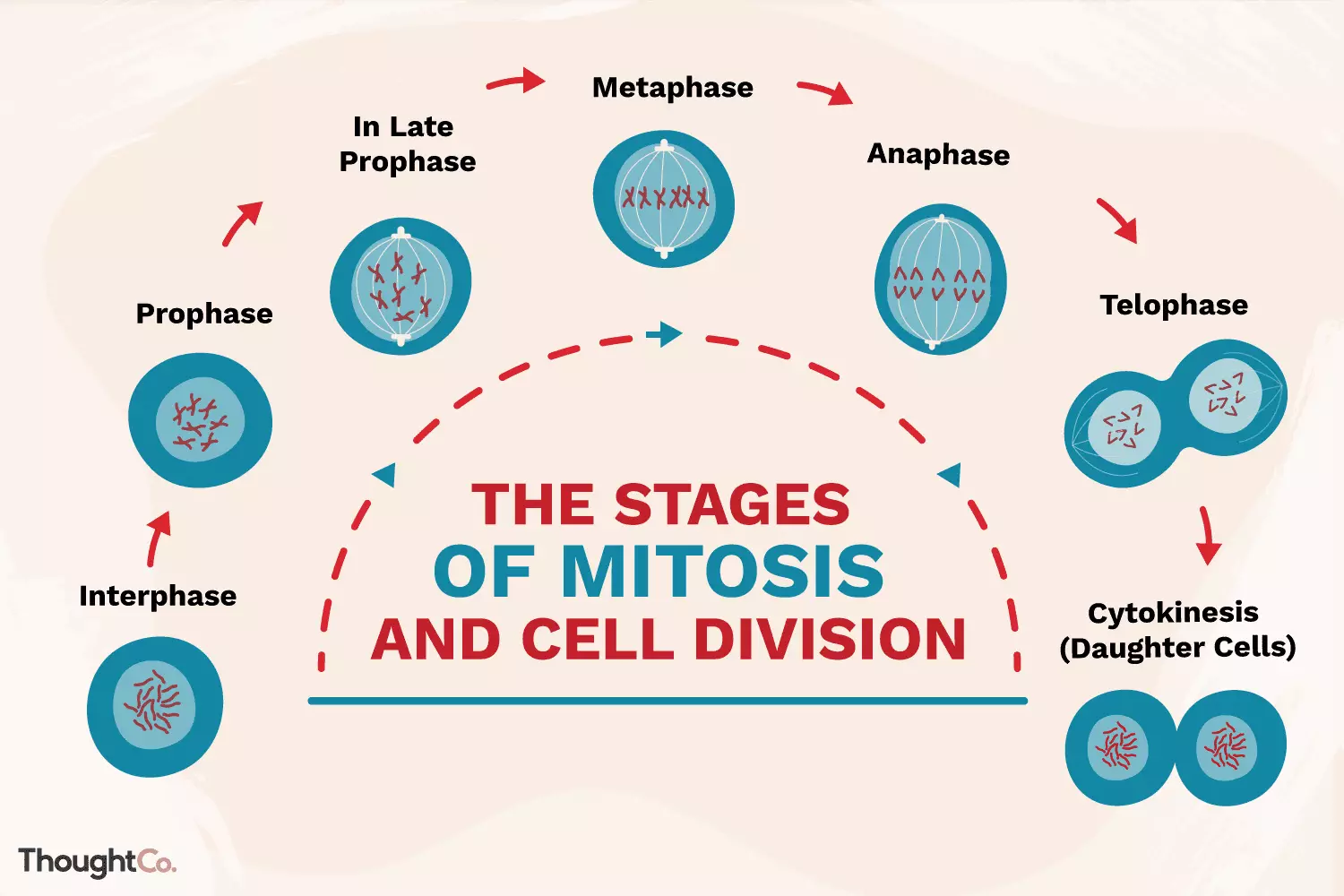 Matanho eMitosis uye Cell Division