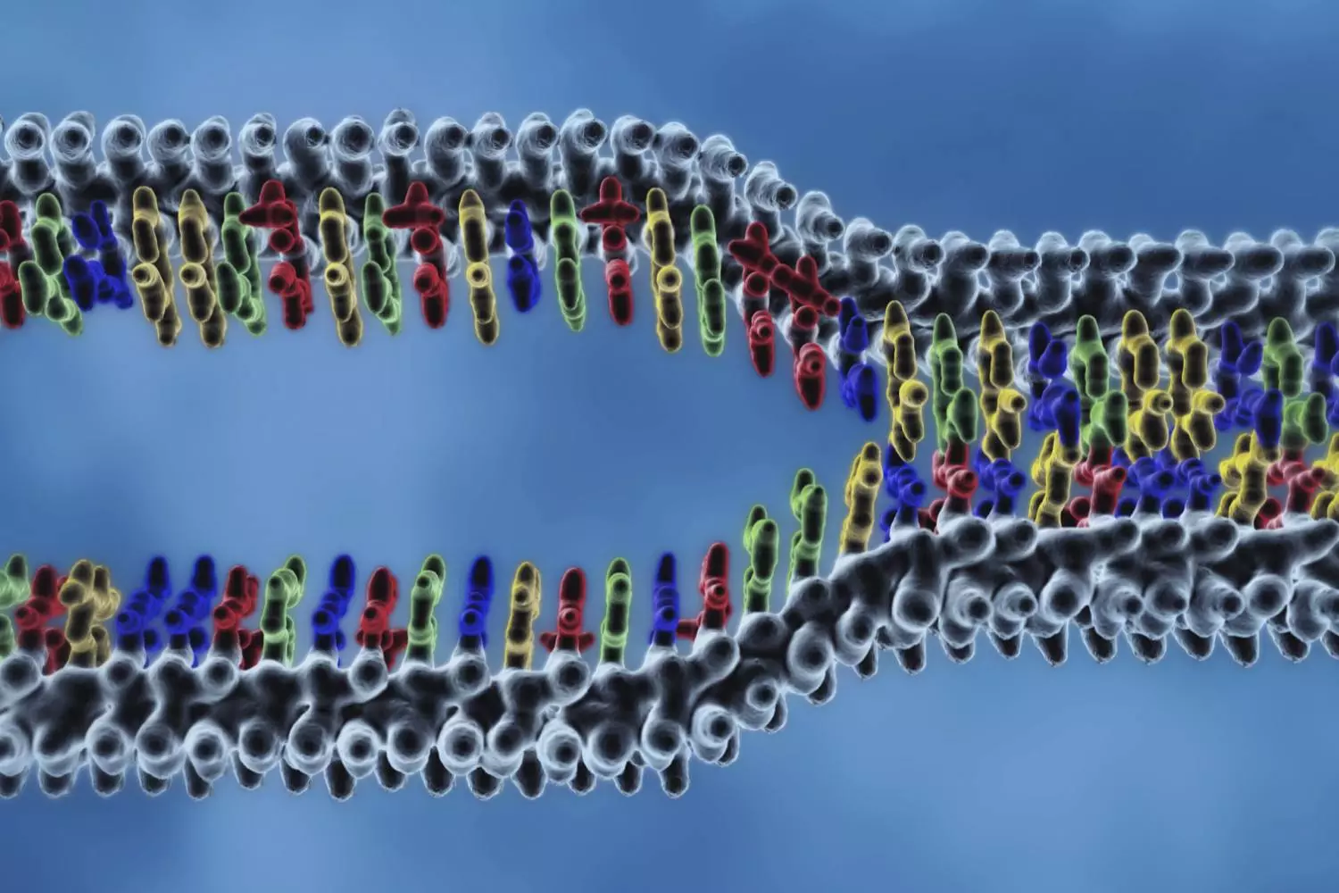 I-DNA (deoxyribonucleic acid) i-molecule ngesikhathi sokuphindaphinda