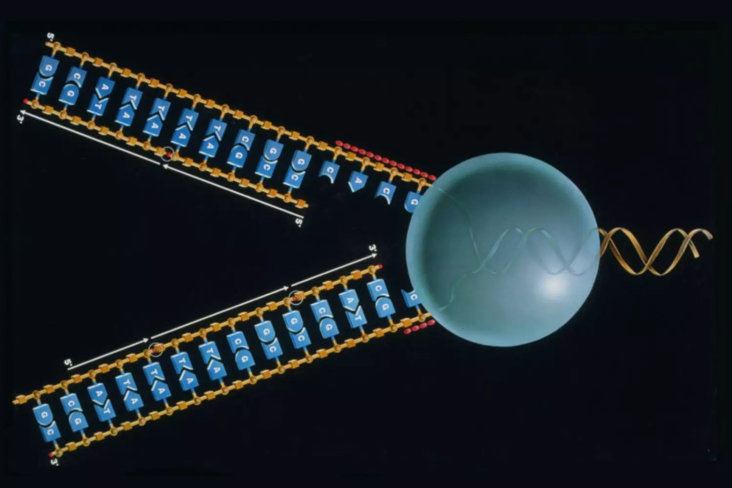 Replication ntawm DNA