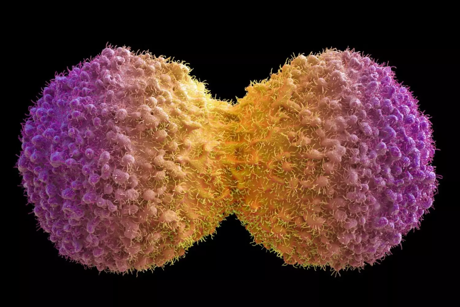 Mitosis ۽ Meiosis ۾ ڌيئرن جا سيل ۽ ڪروموزوم نمبر