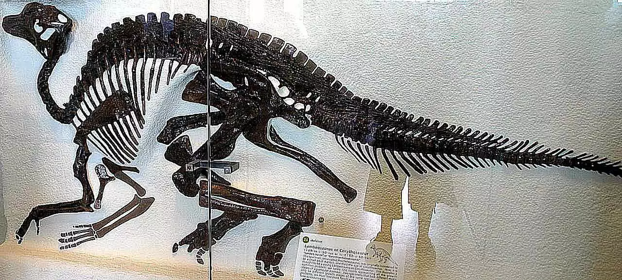 lambeosaurus