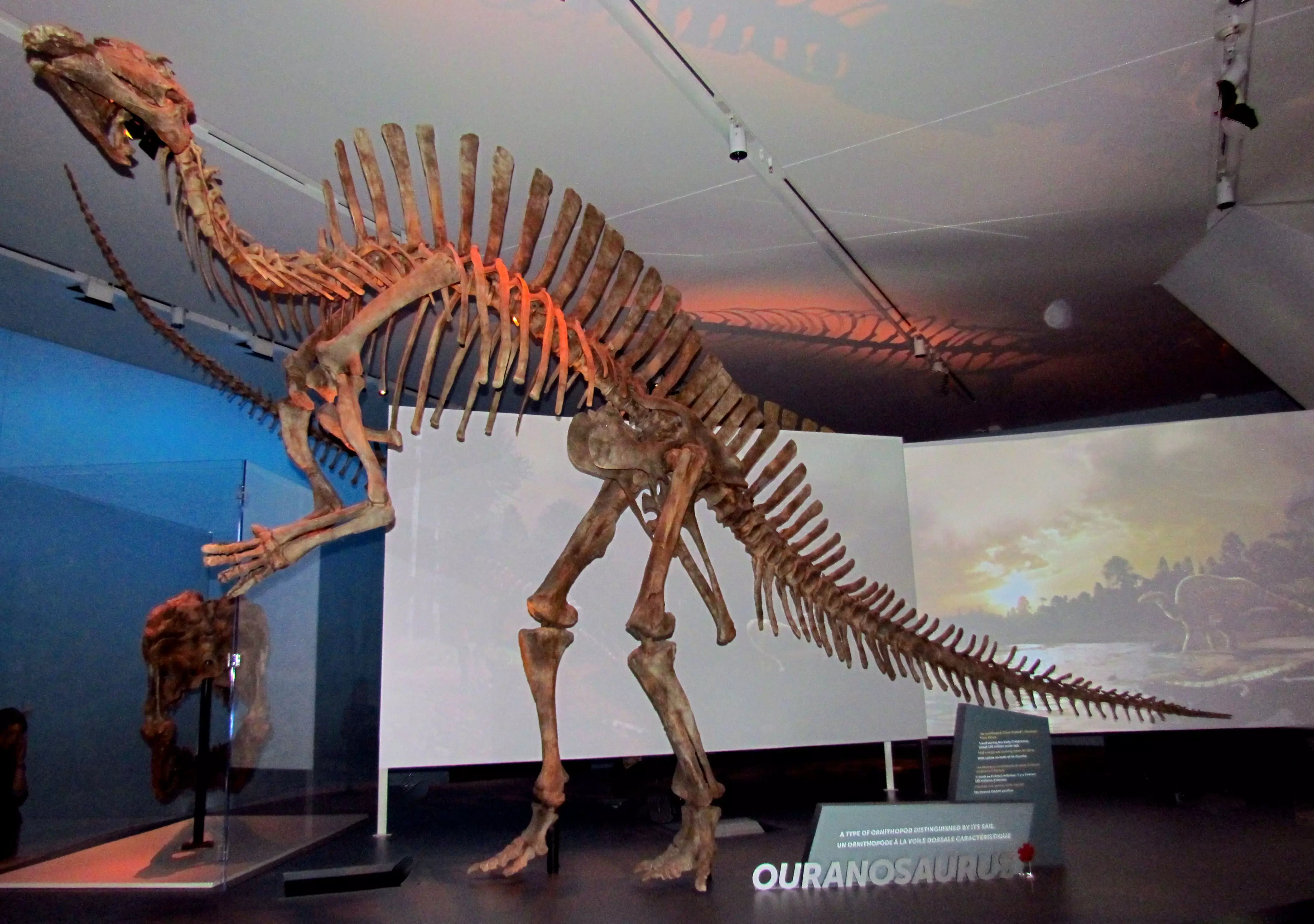 uranosaurus
