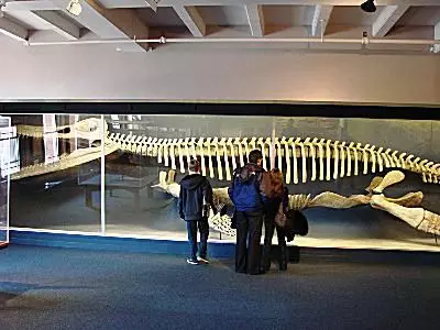 Harvard University Museum ye Natural History