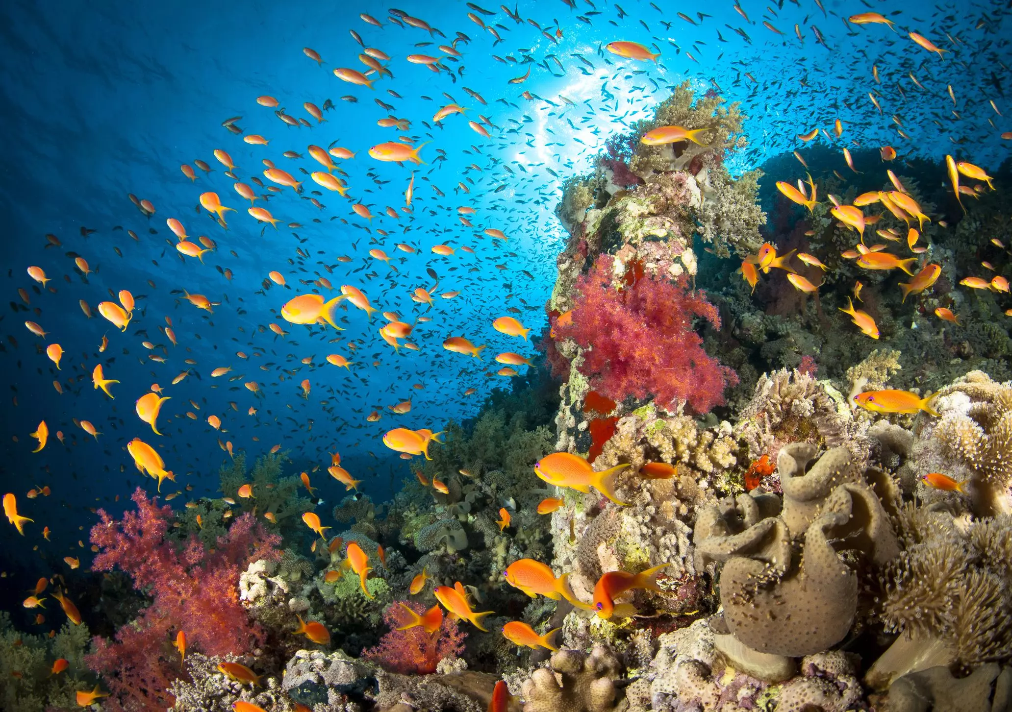 海洋生物の生息地としての海についての事実