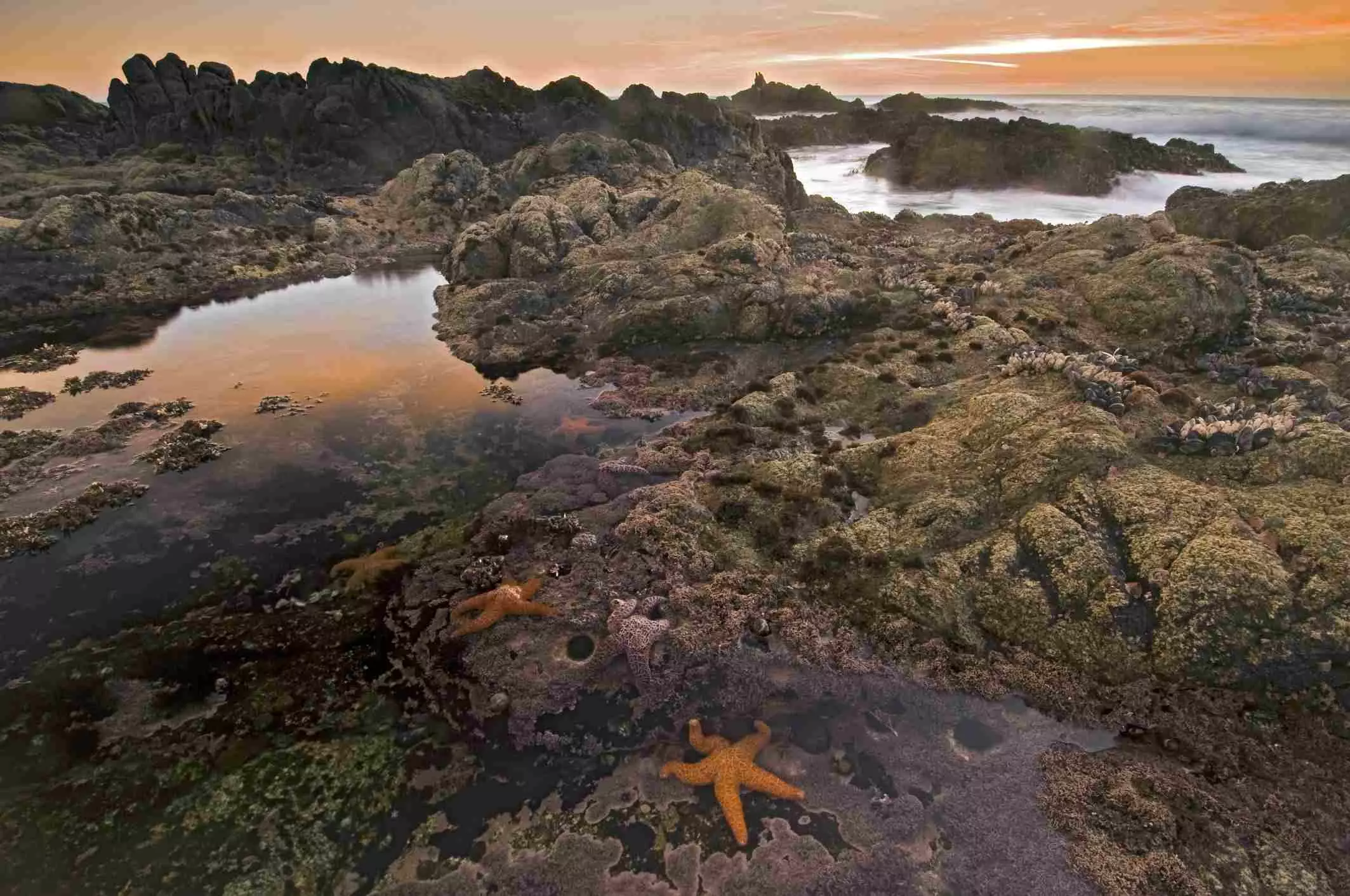 Estrelas de mar nunha piscina de marea nunha praia rochosa baixo un ceo laranxa do solpor.